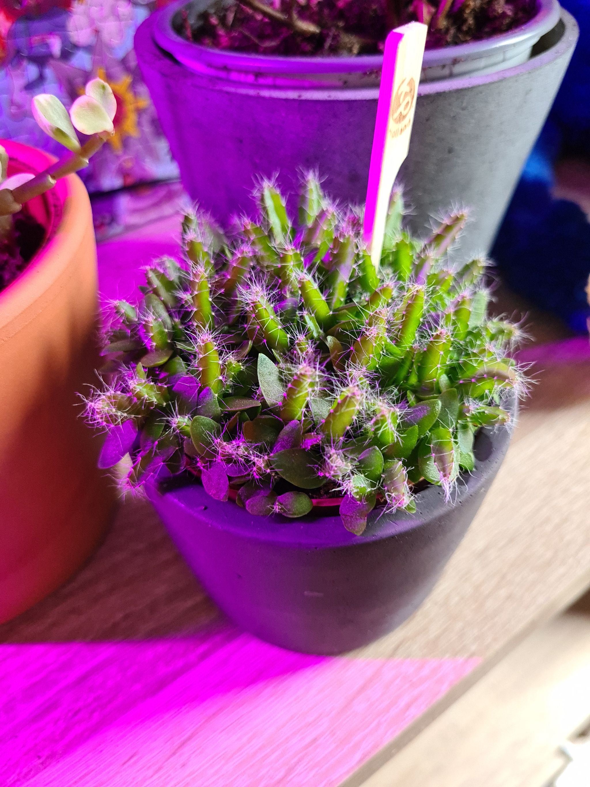 dragon fruit: How Much Water & Light Does it Need to Thrive?