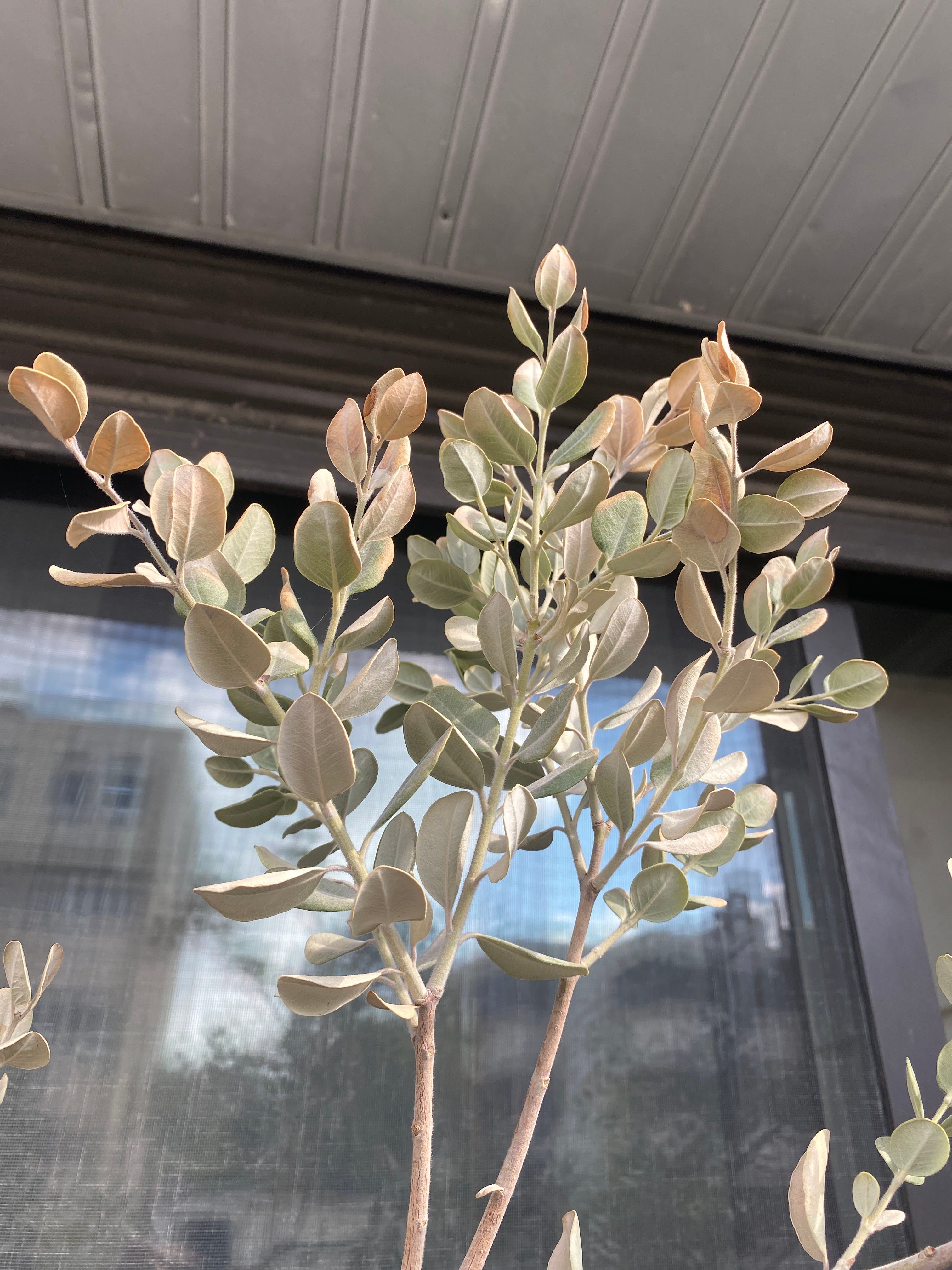 🌳 Introduction to White Rata