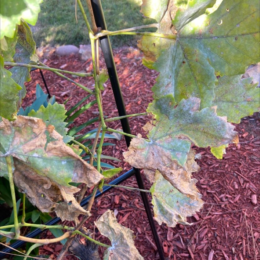 Why Are There Brown Spots on My Wine Grape?