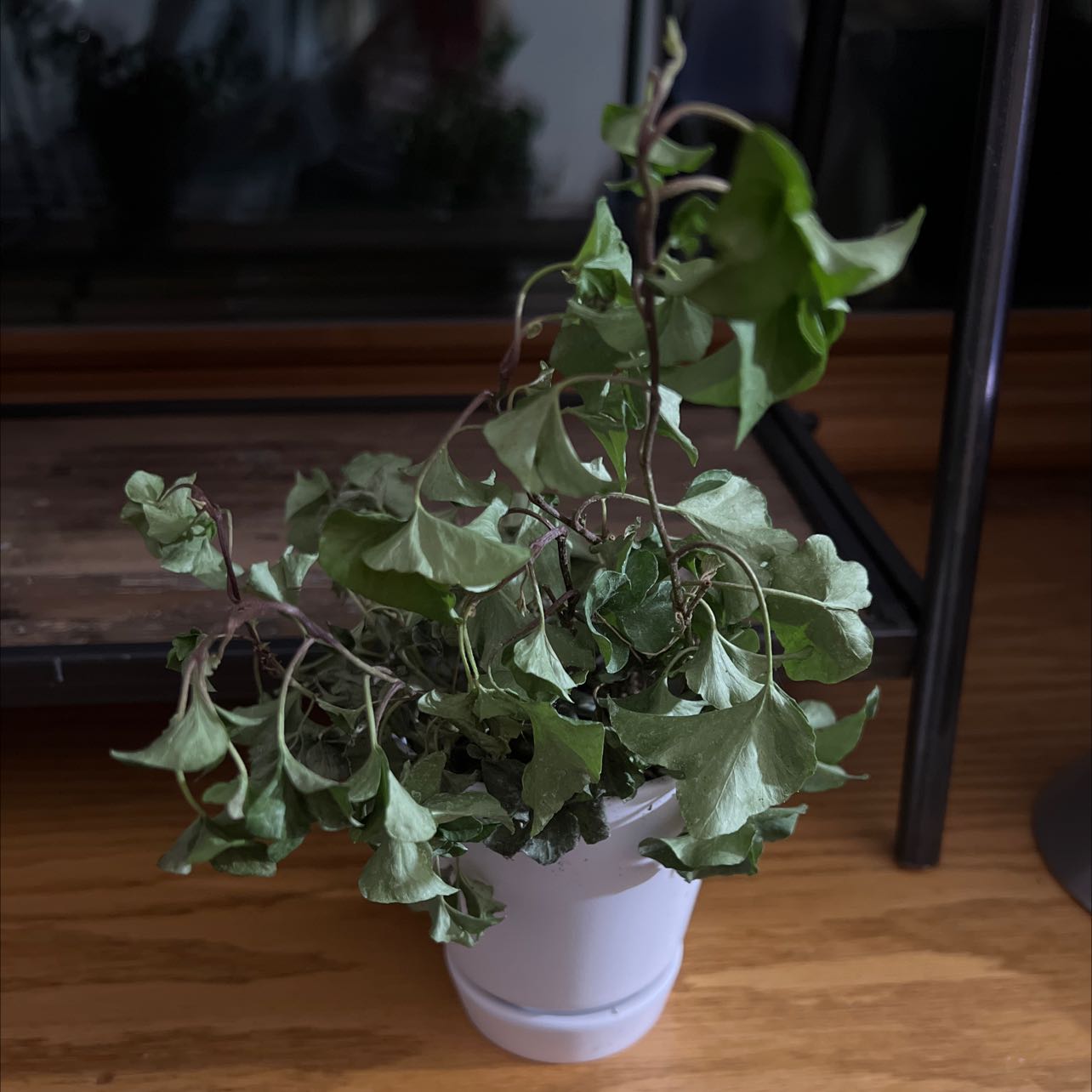 Personalized Curly Locks Ivy Care: Water, Light, Nutrients | Greg App