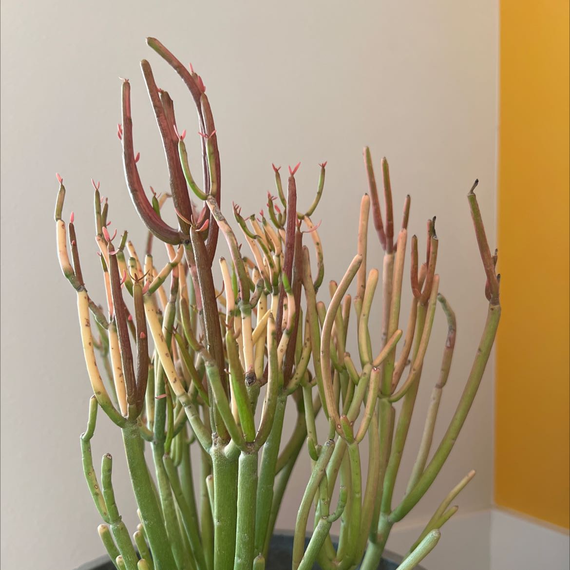 Why Are There Brown Spots On My Pencil Cactus Leaves?