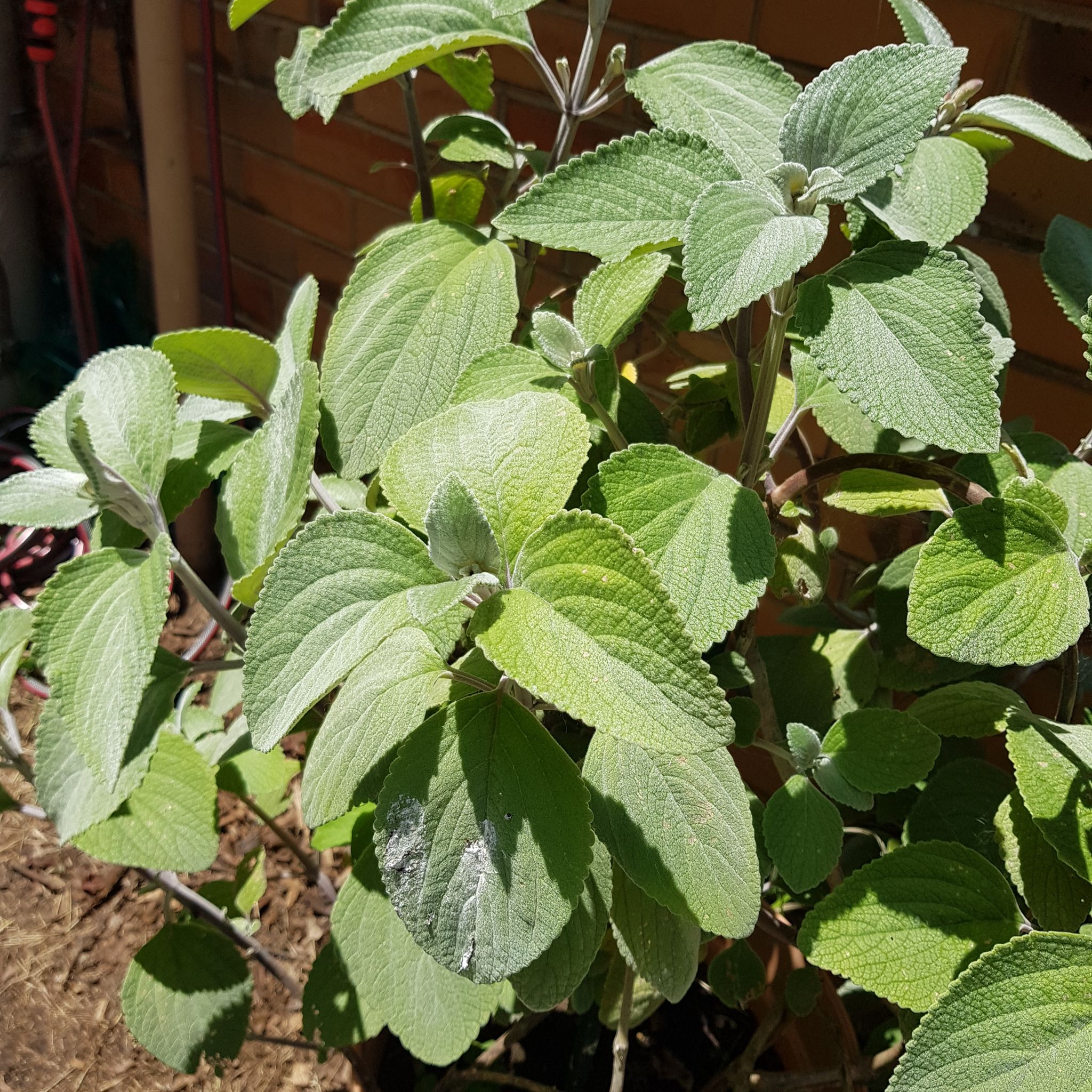 The Complete Silver spurflower Plant Care Guide: Water, Light & Beyond