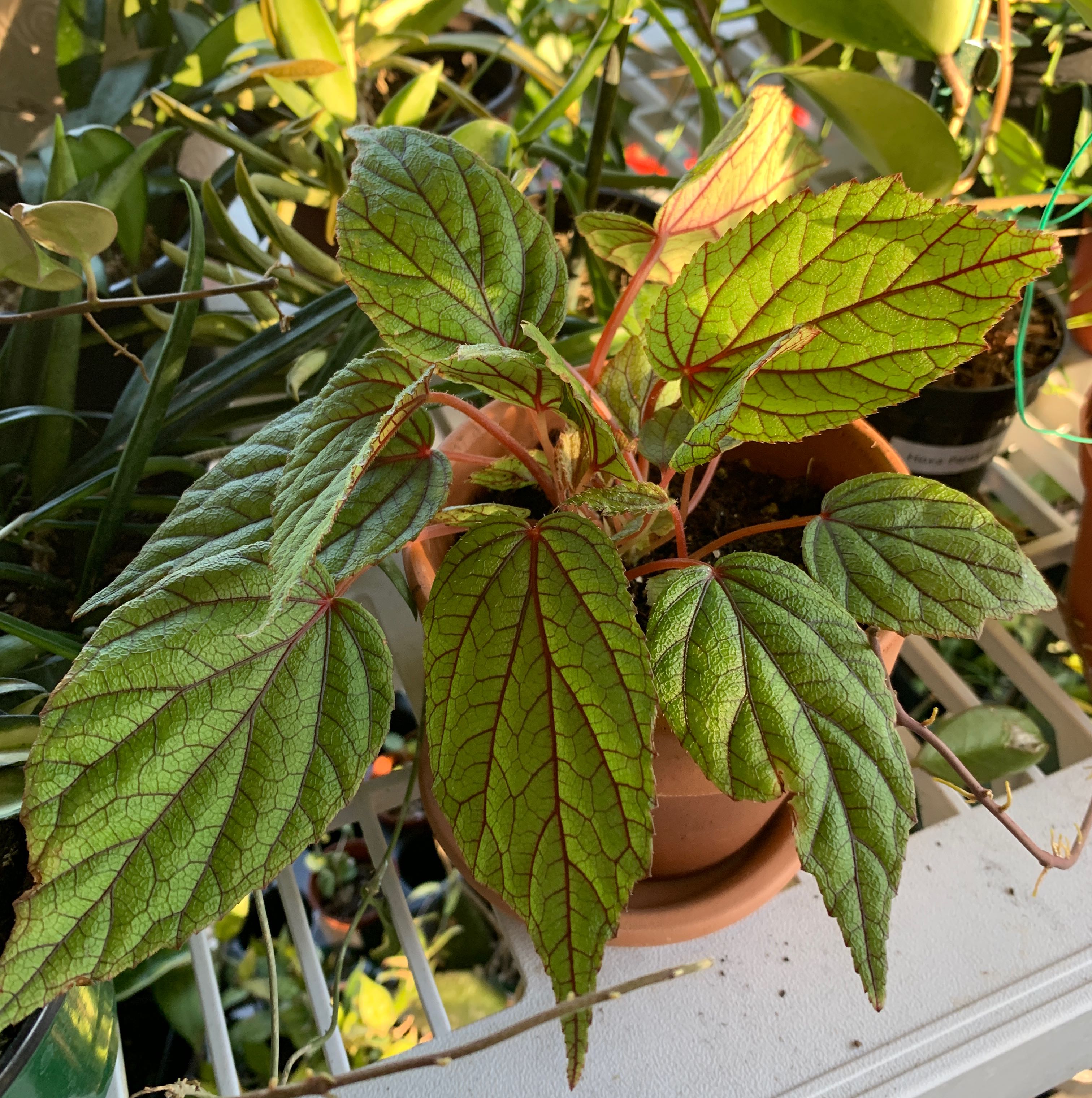 The Complete Begonia abdullahpieei Plant Care Guide: Water, Light & Beyond