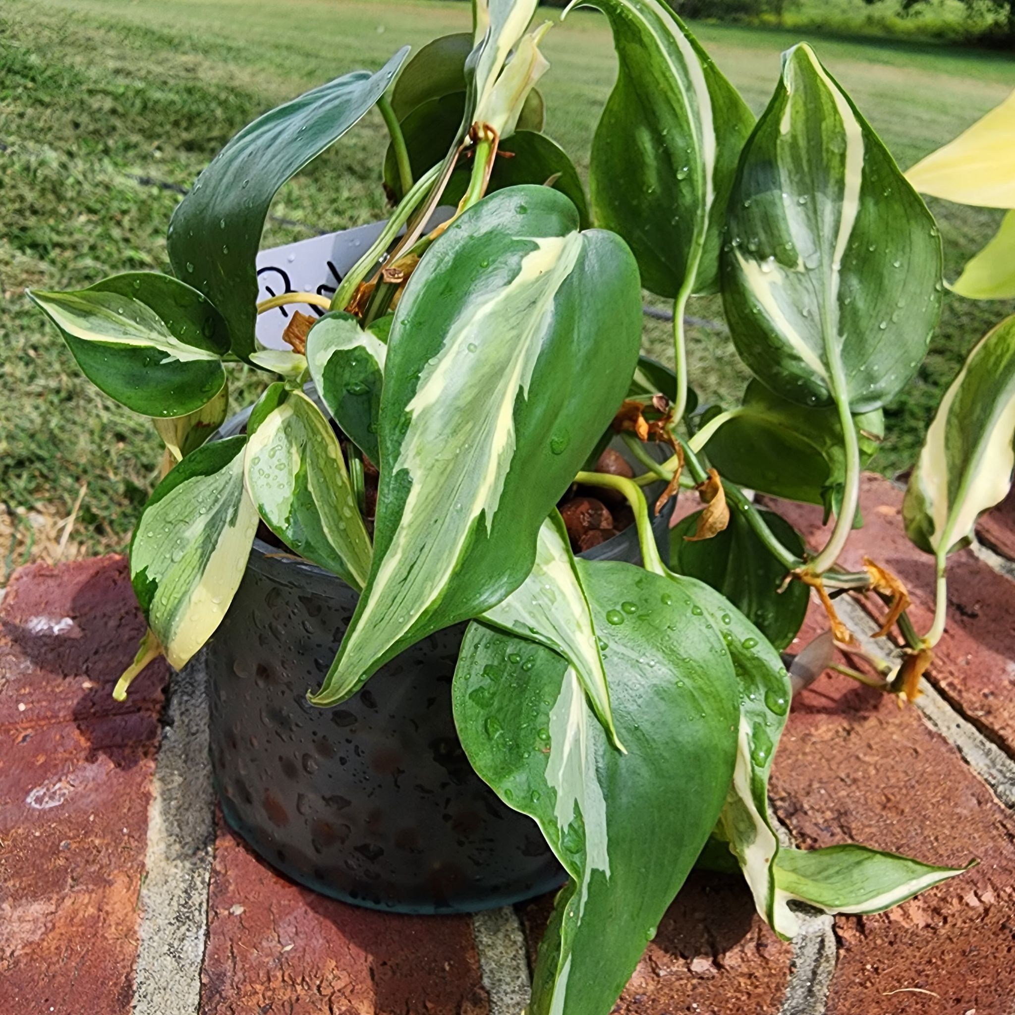 💧 Why Are My Philodendron 'Rio' Leaves Curling?