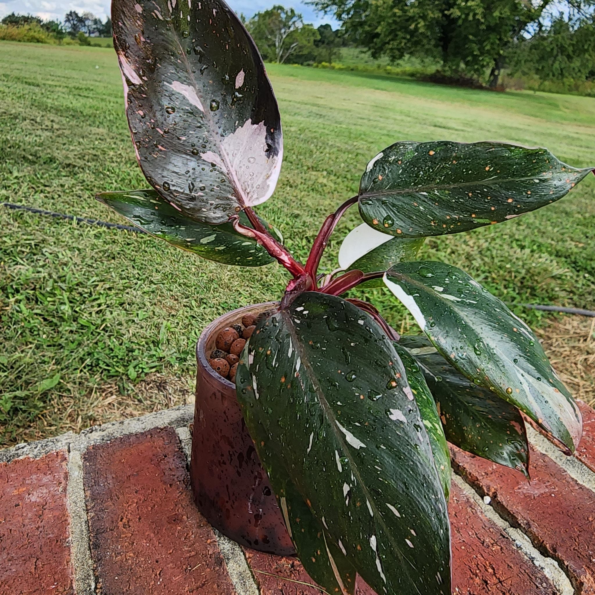 Philodendron Anderson Red Variegata Yellow Leaves