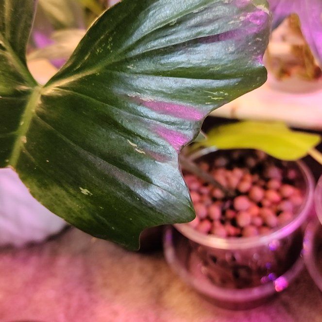 Personalized Philodendron Mottled Dragon Care: Water, Light, Nutrients ...