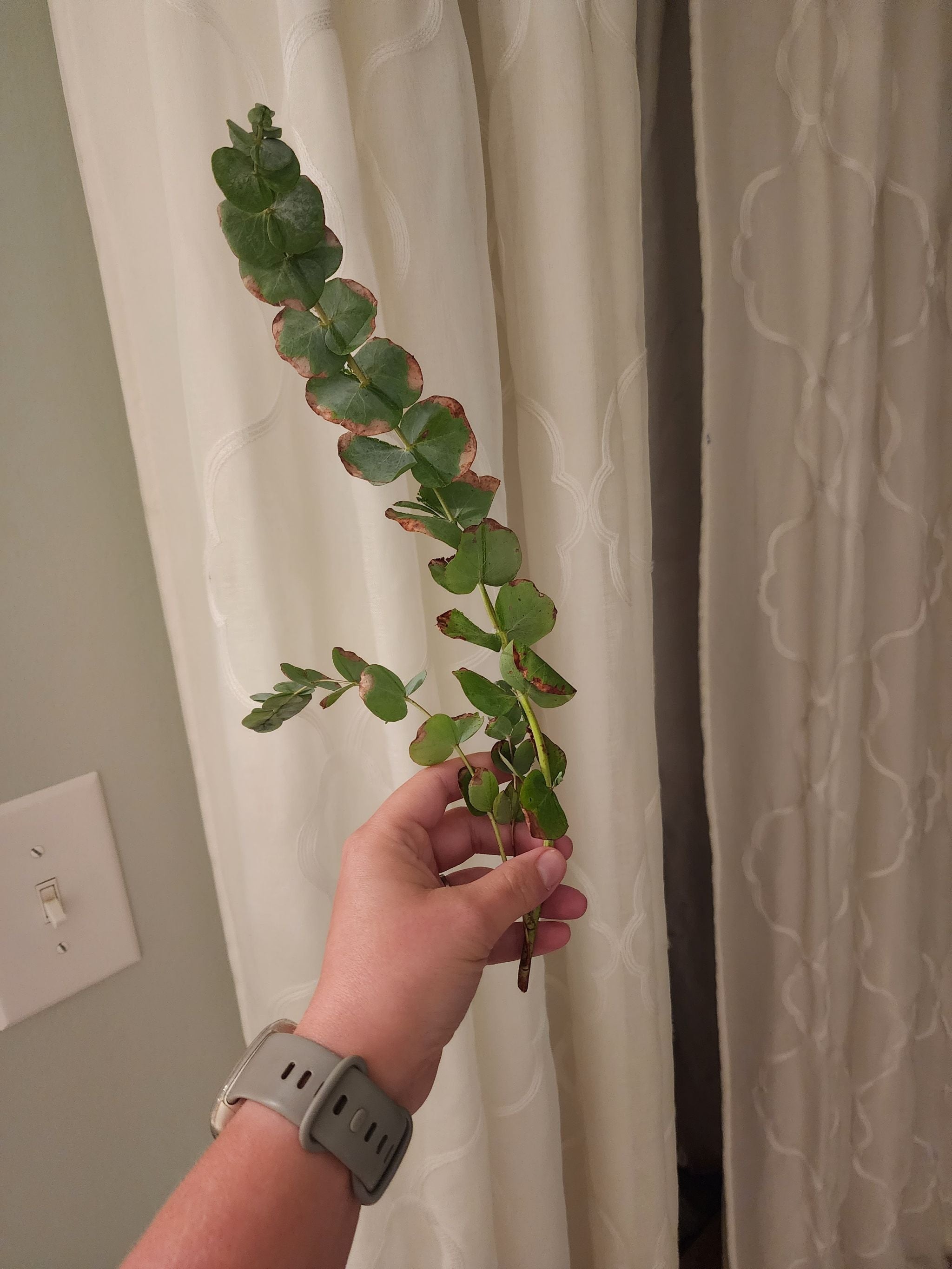 Redbox Plant Care: Water, Light, Nutrients | Greg App 🌱