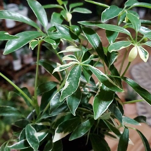 Moondrop Dwarf Umberlla Tree Plant Care: Water, Light, Nutrients | Greg ...