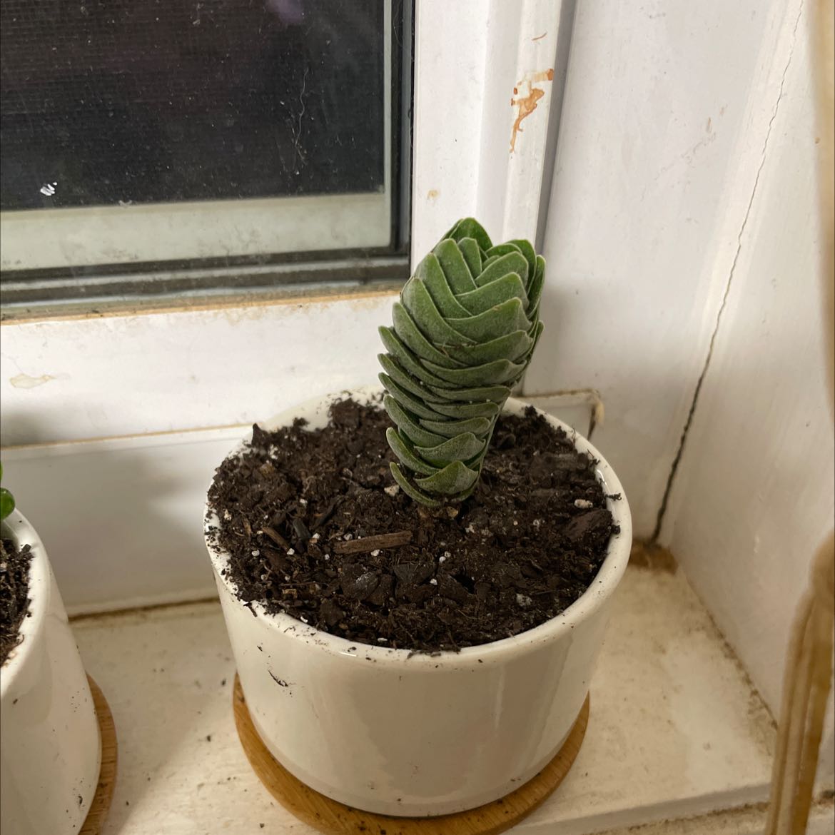 🌞 Your Pagoda Mini Jade's Light Requirements