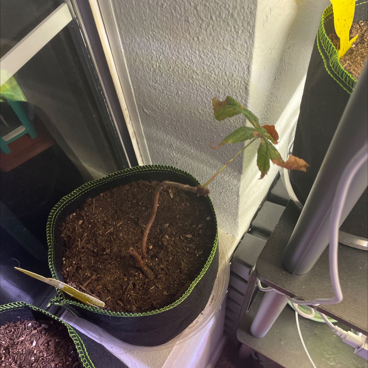 How to Propagate Your Horse Chestnut