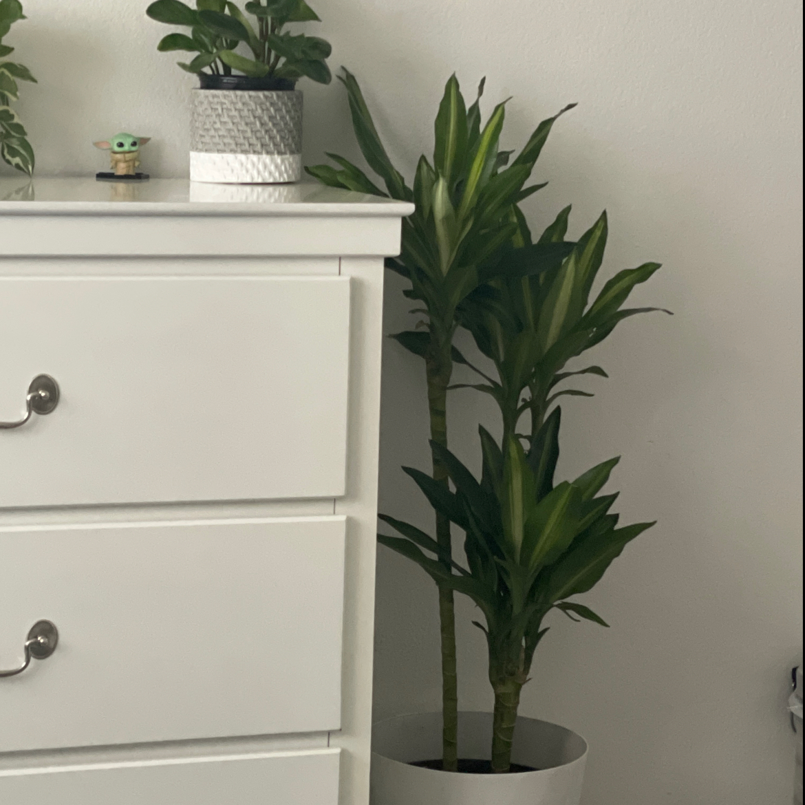 Gregarious | A plant by @DebonairPlanty on Greg