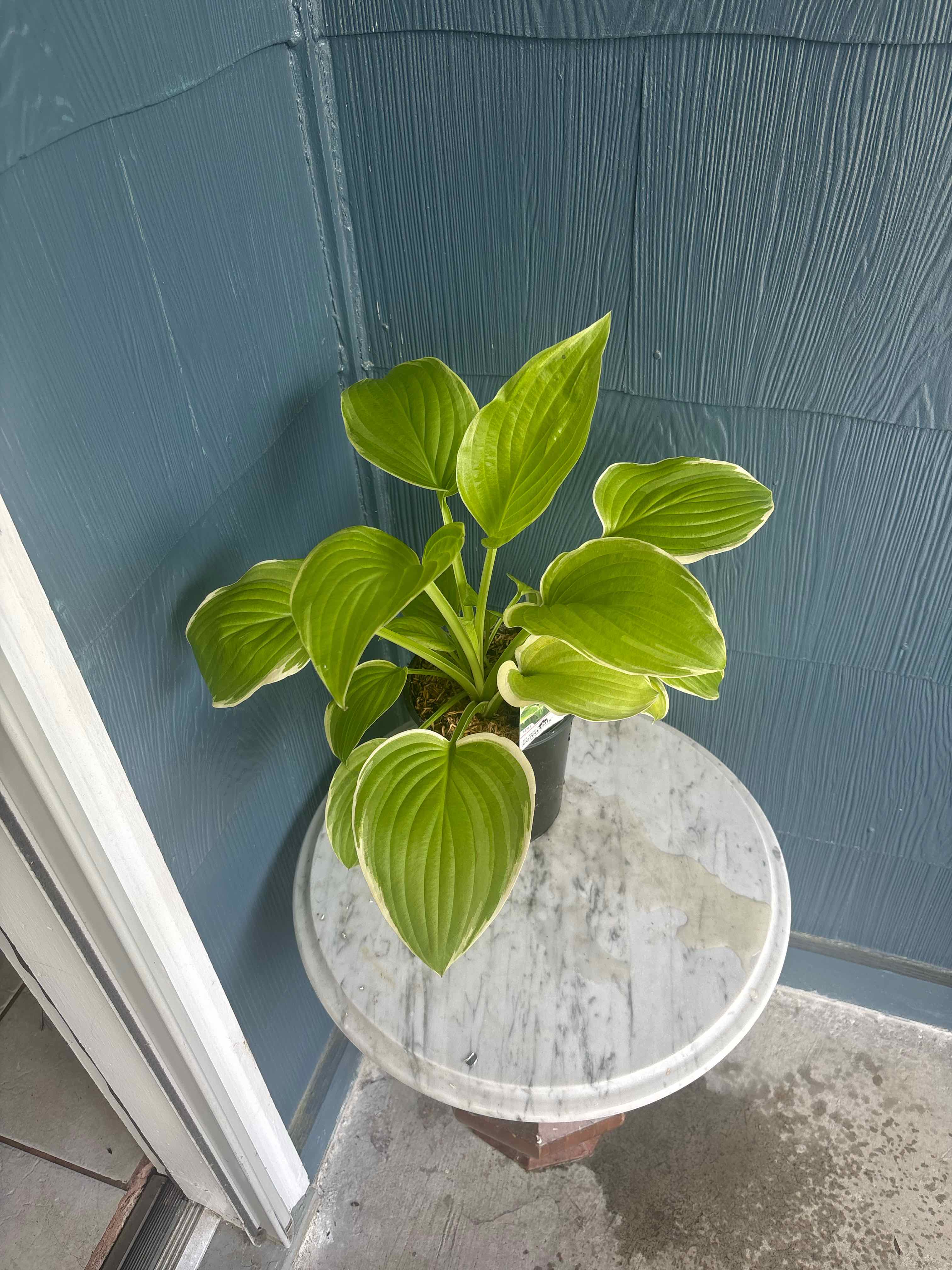Hosta 'Frozen Margarita' Care 101: Water, Light & Growing Tips