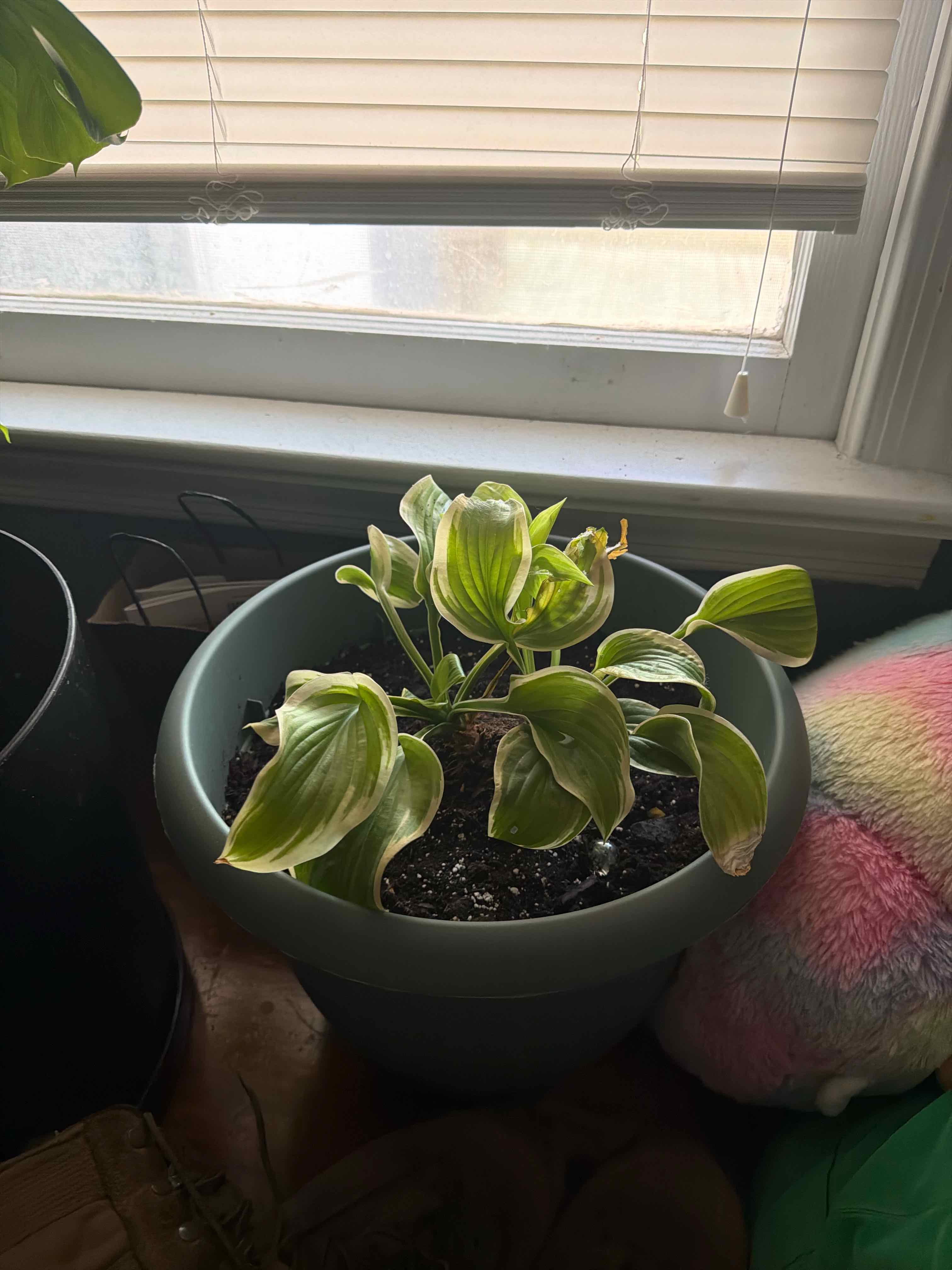 How to Care for Hosta 'Frozen Margarita': Mastering Water, Sunlight & More