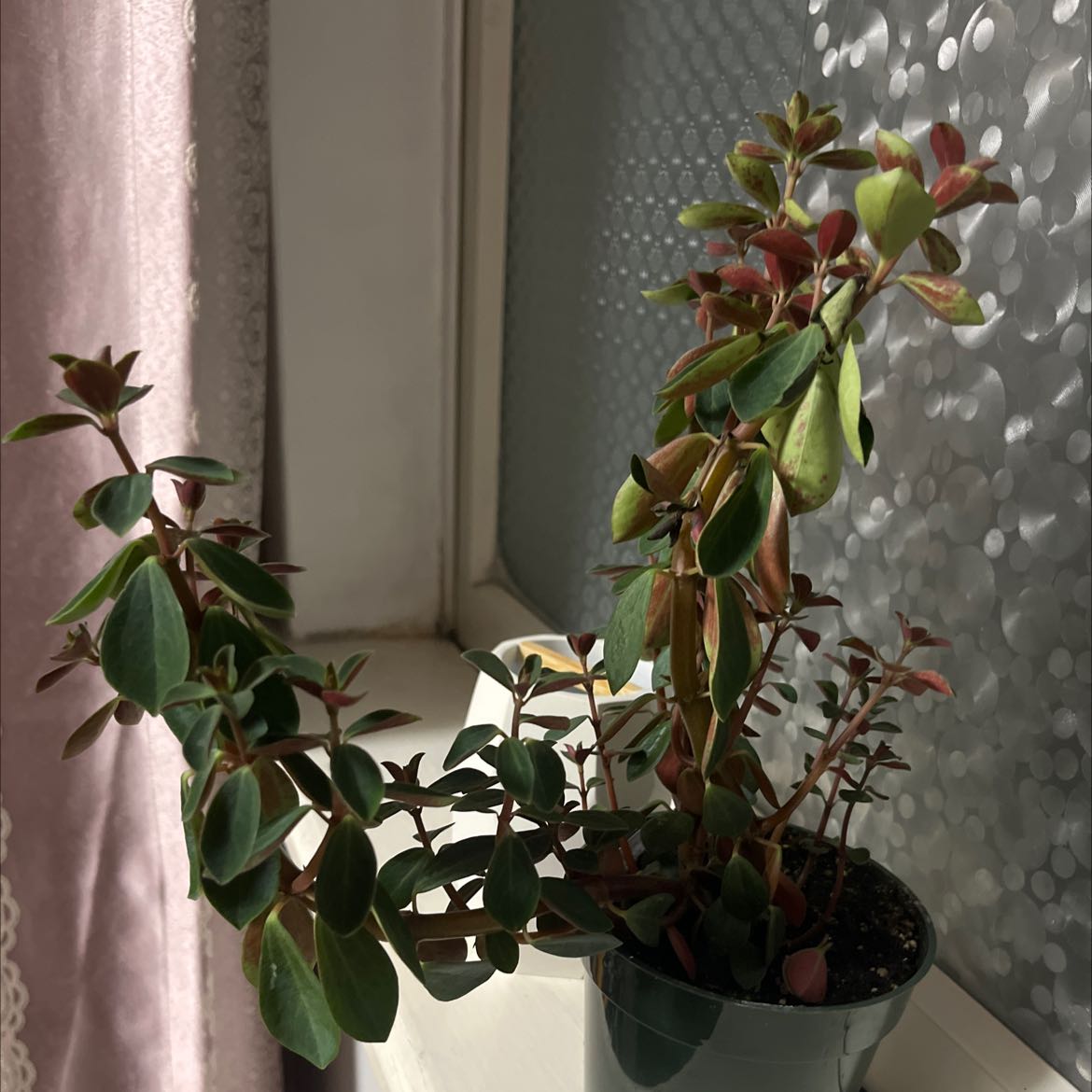 The Complete Red Log Plant Care Guide: Water, Light & Beyond