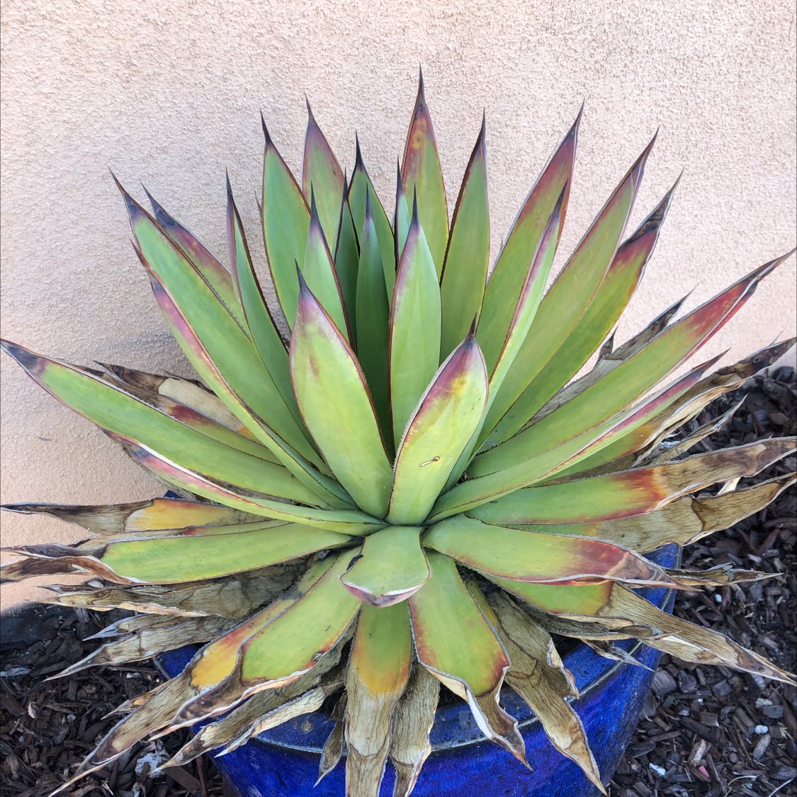 Why Are There Brown Spots on My Spanish Dagger?