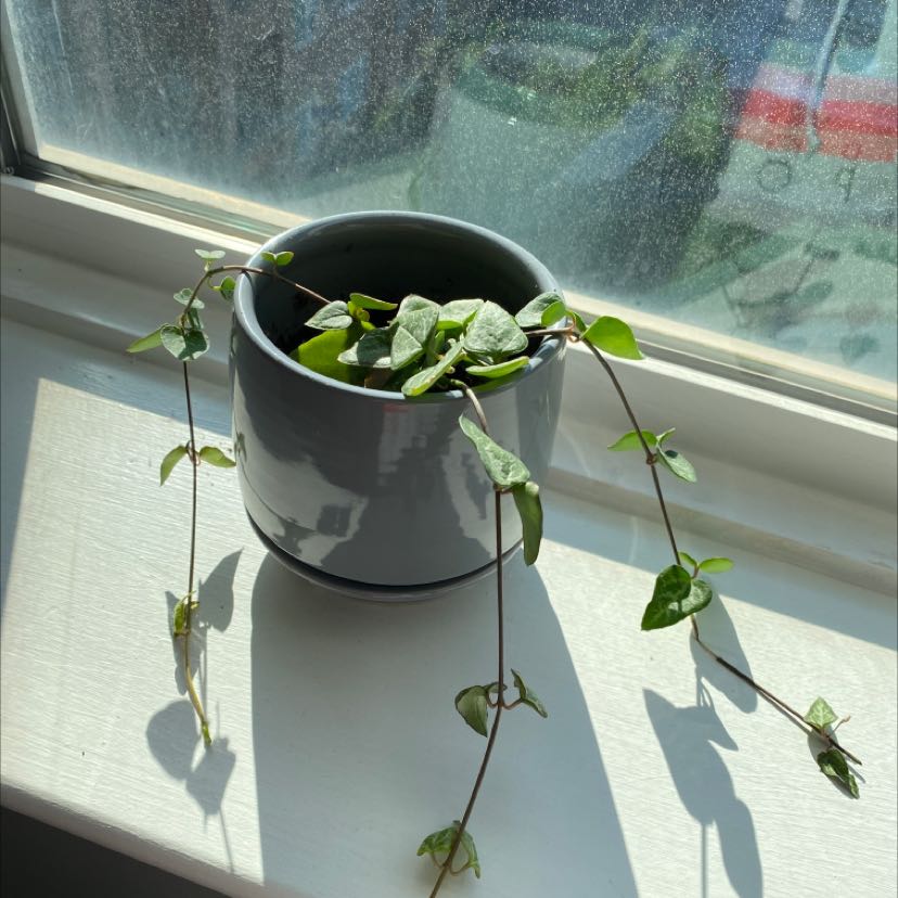 What Do String Of Arrows Flowers Mean?