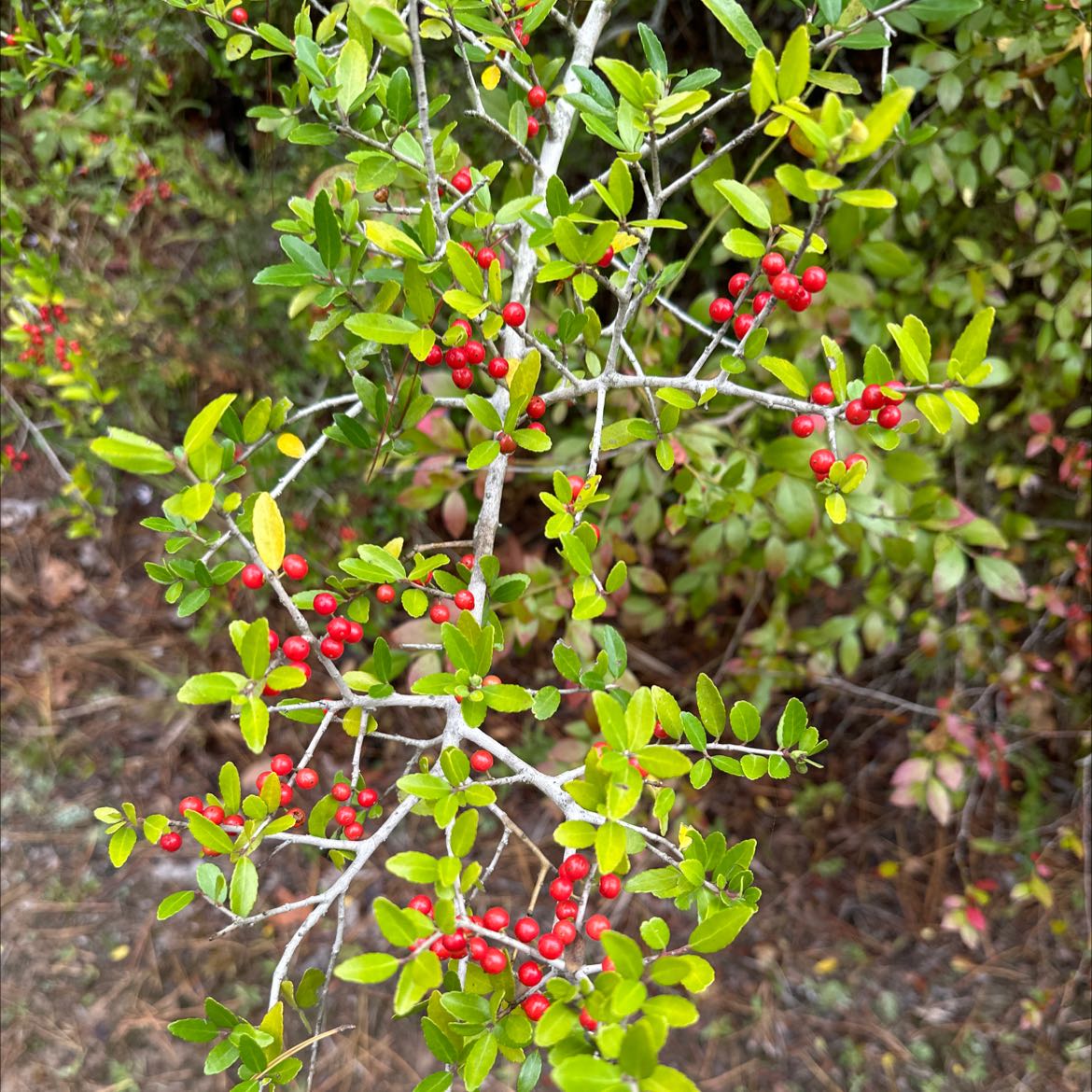 When and Where Should I Trim My Yaupon?