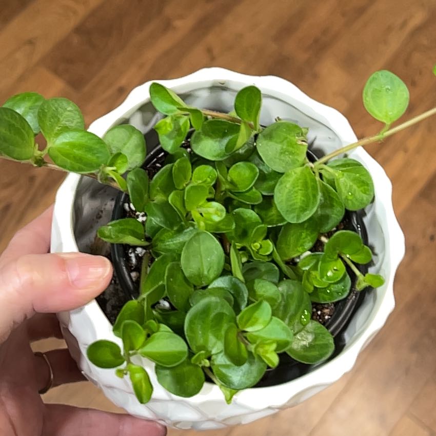 Peperomia Jitterbug Plant Care: Water, Light, Nutrients | Greg App 🌱