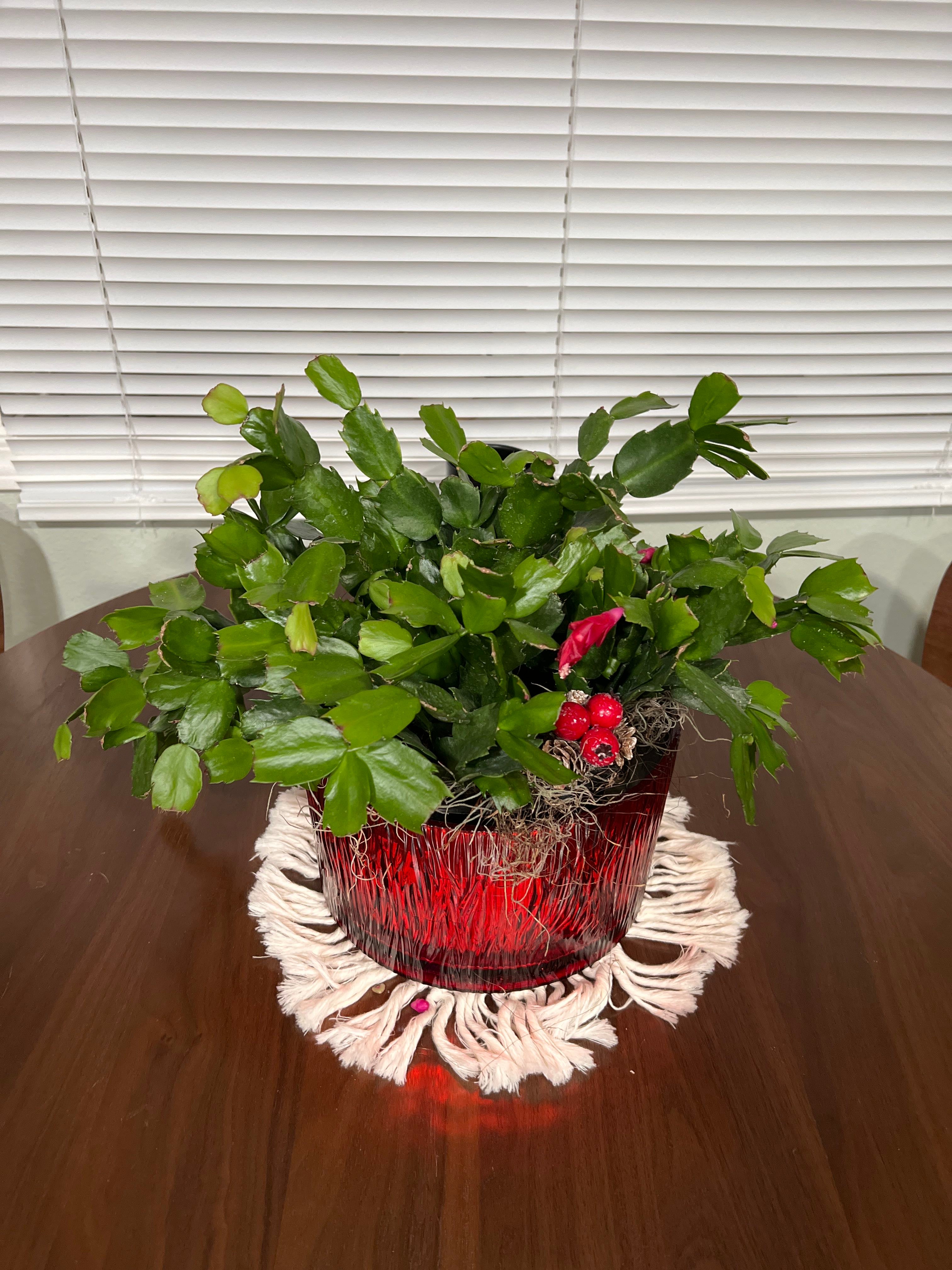 False Christmas Cactus Care 101: Water, Light & Growing Tips