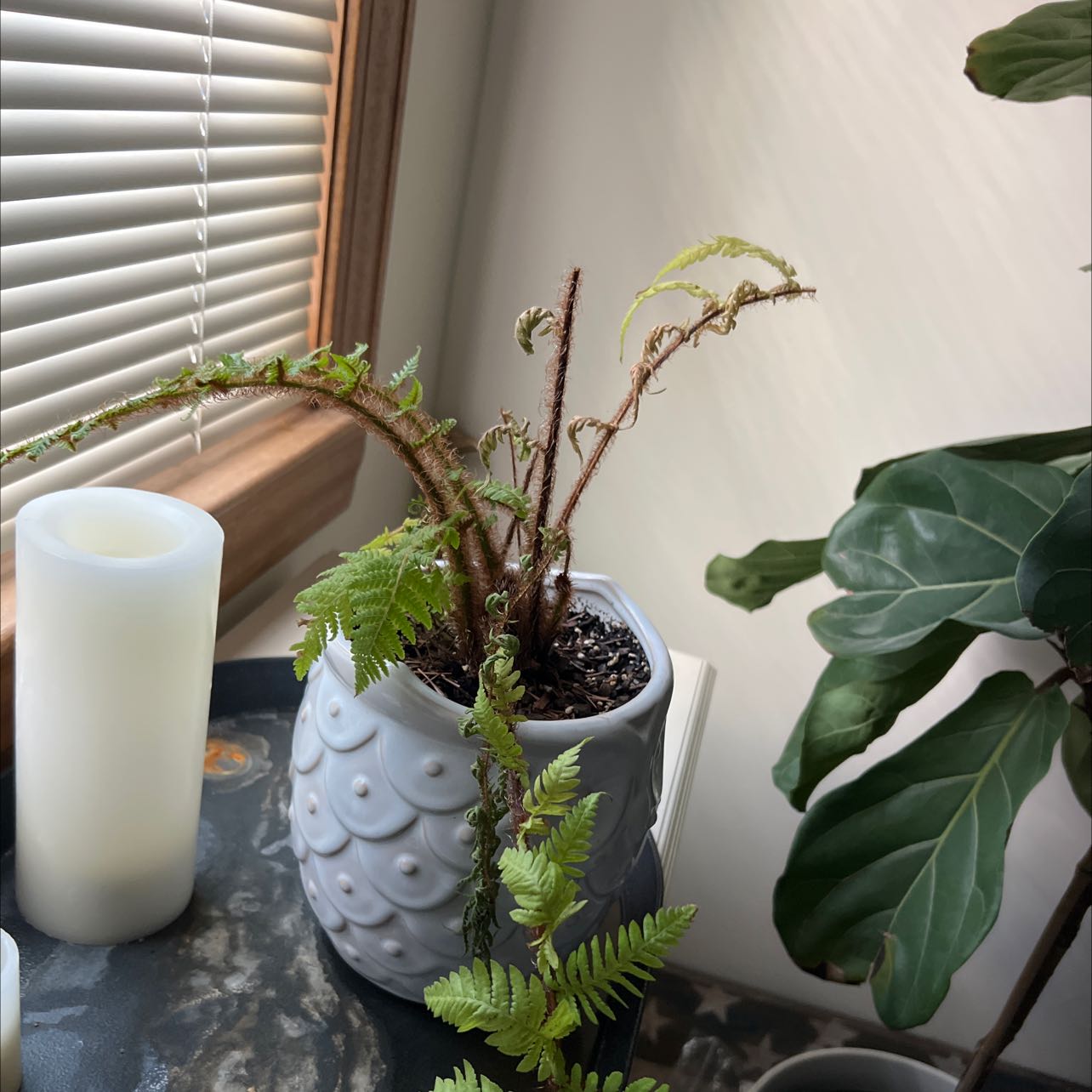 Propagating Your Australian Tree Fern: Step-by-Step Guide