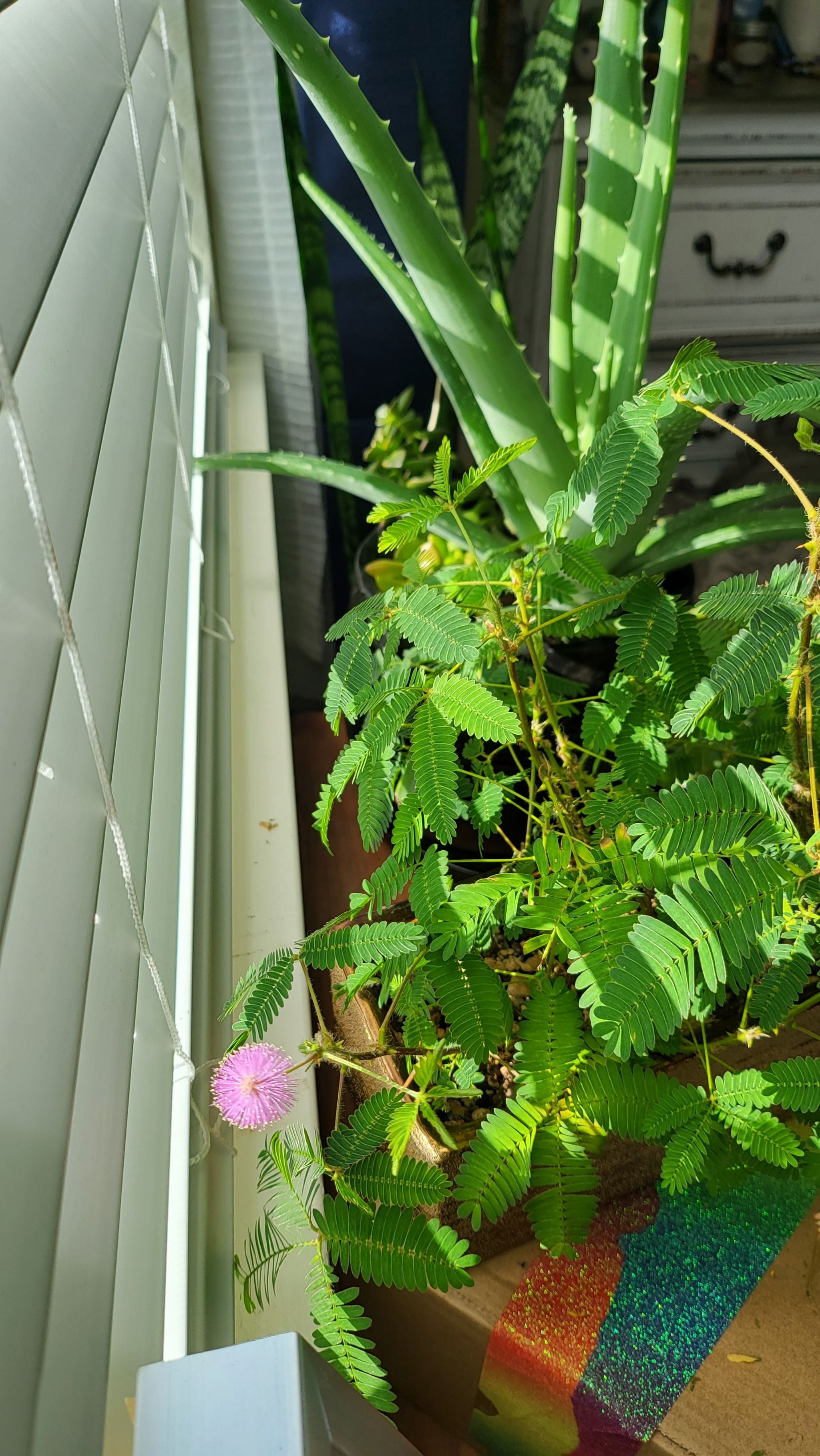 Sensitive Plant: How Much Water & Light Does it Need to Thrive?