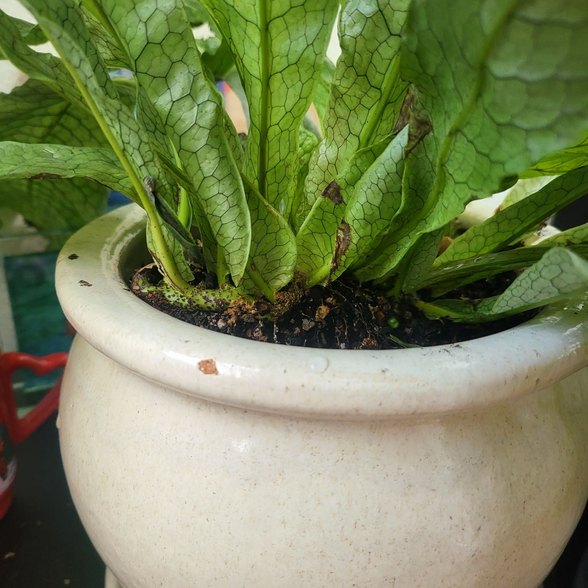 Green Flame Fern Care 101: Water, Light & Growing Tips