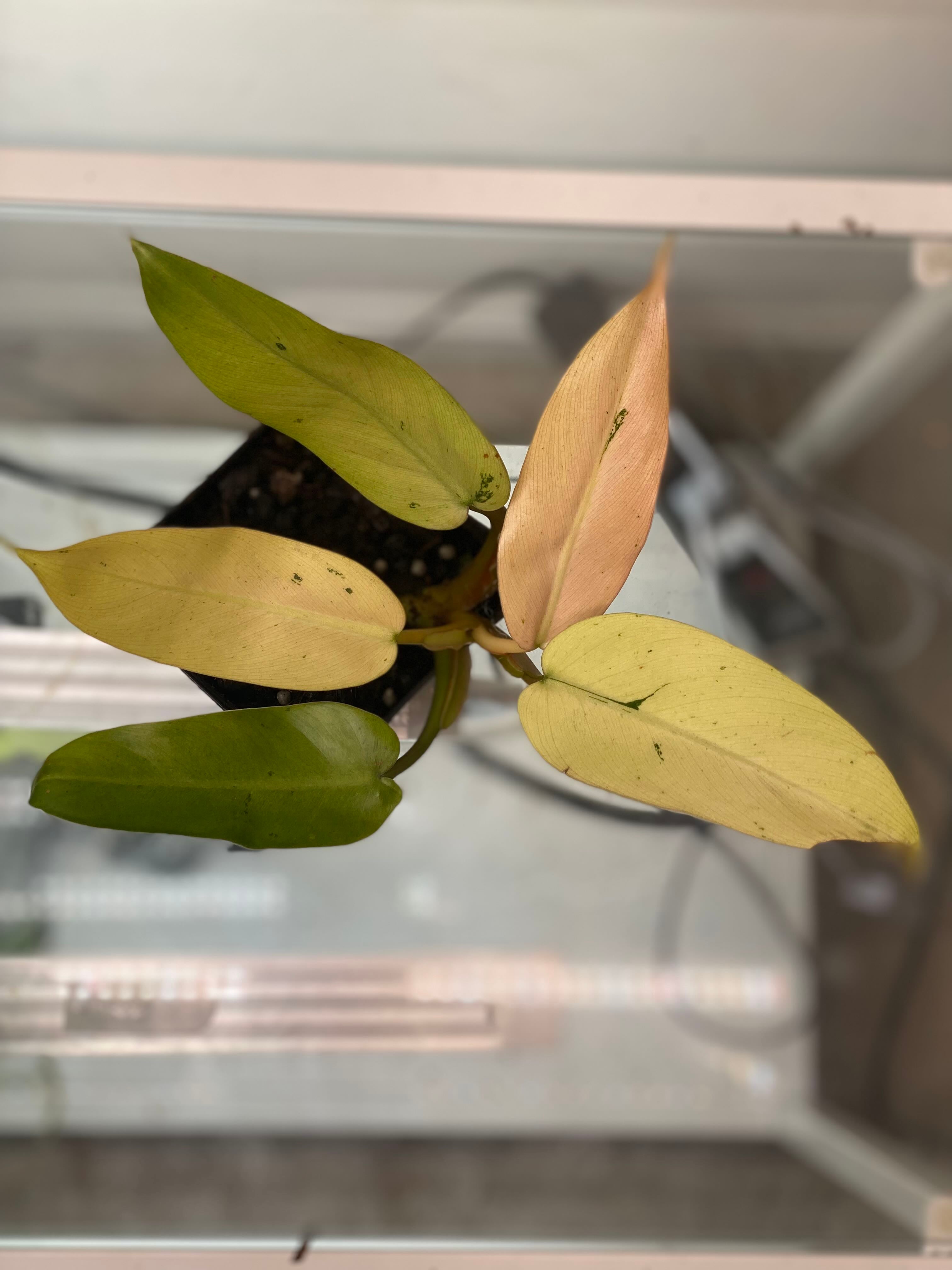 Keep Your Rudolph Philodendron Alive: Light, Water & Care Instructions