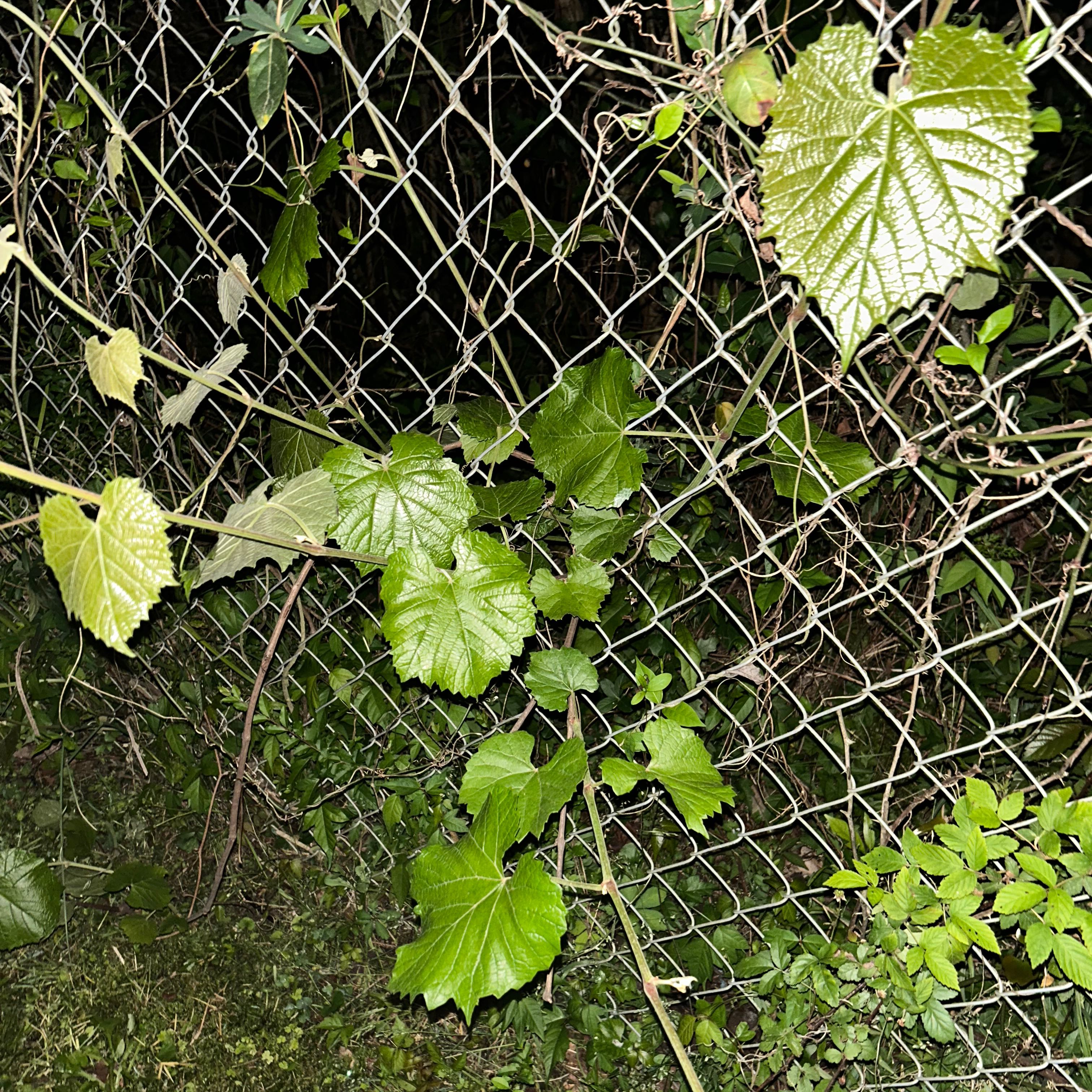 Propagating Muscadine Grape: The Ultimate Guide