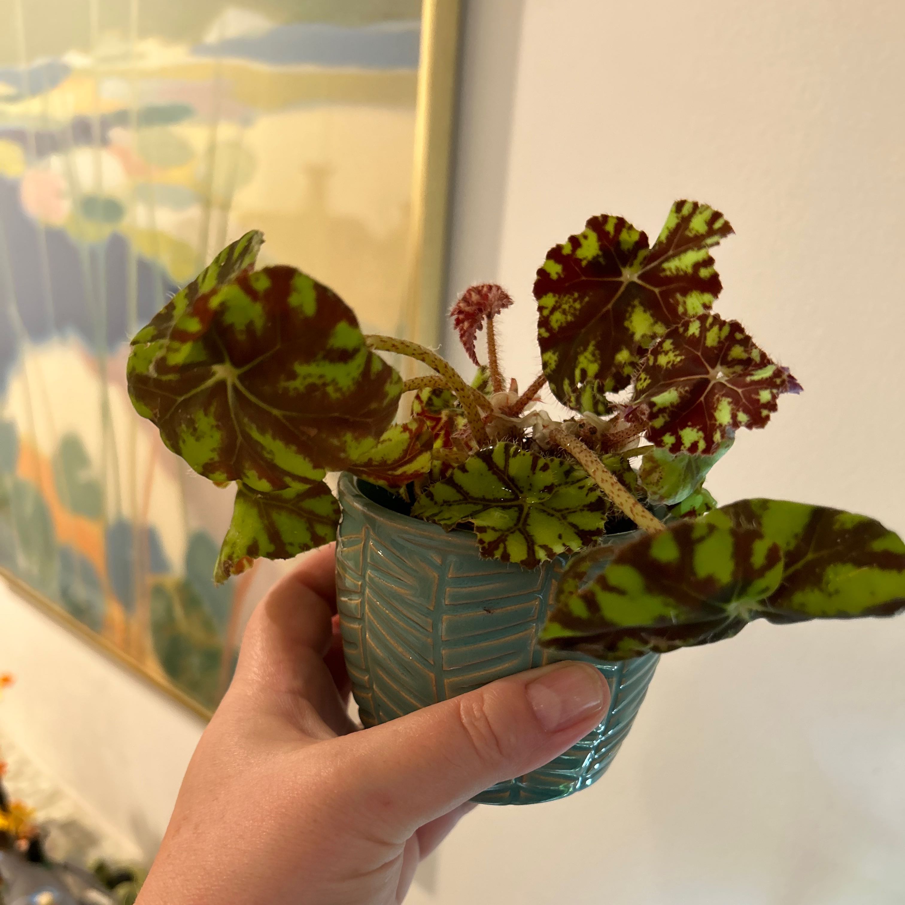 Begonia Kit Kat Plant Care: Water, Light, Nutrients | Greg App 🌱