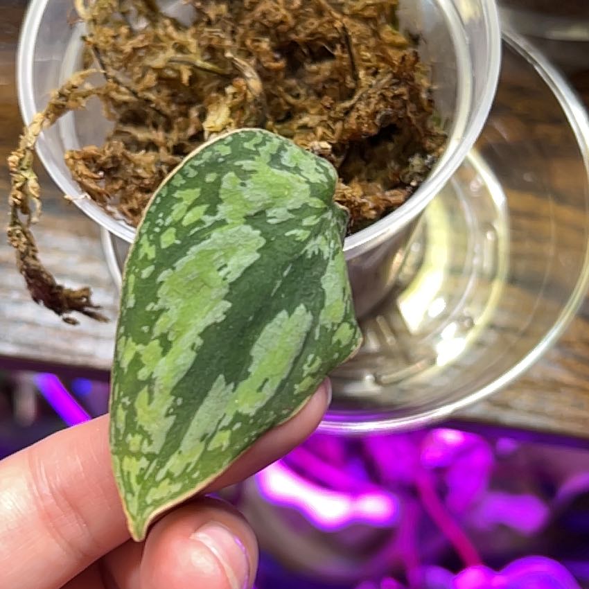 How to Care for Scindapsus pictus 'Tricolor': Mastering Water, Sunlight ...