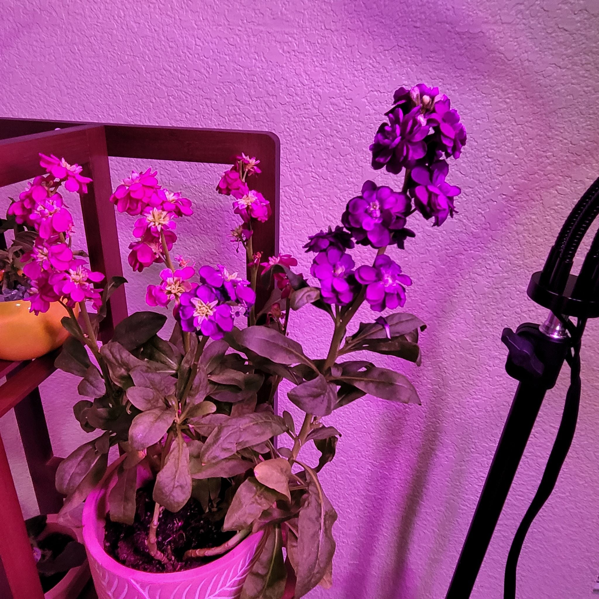 Azriella | A plant by @Cerberusofmars on Greg