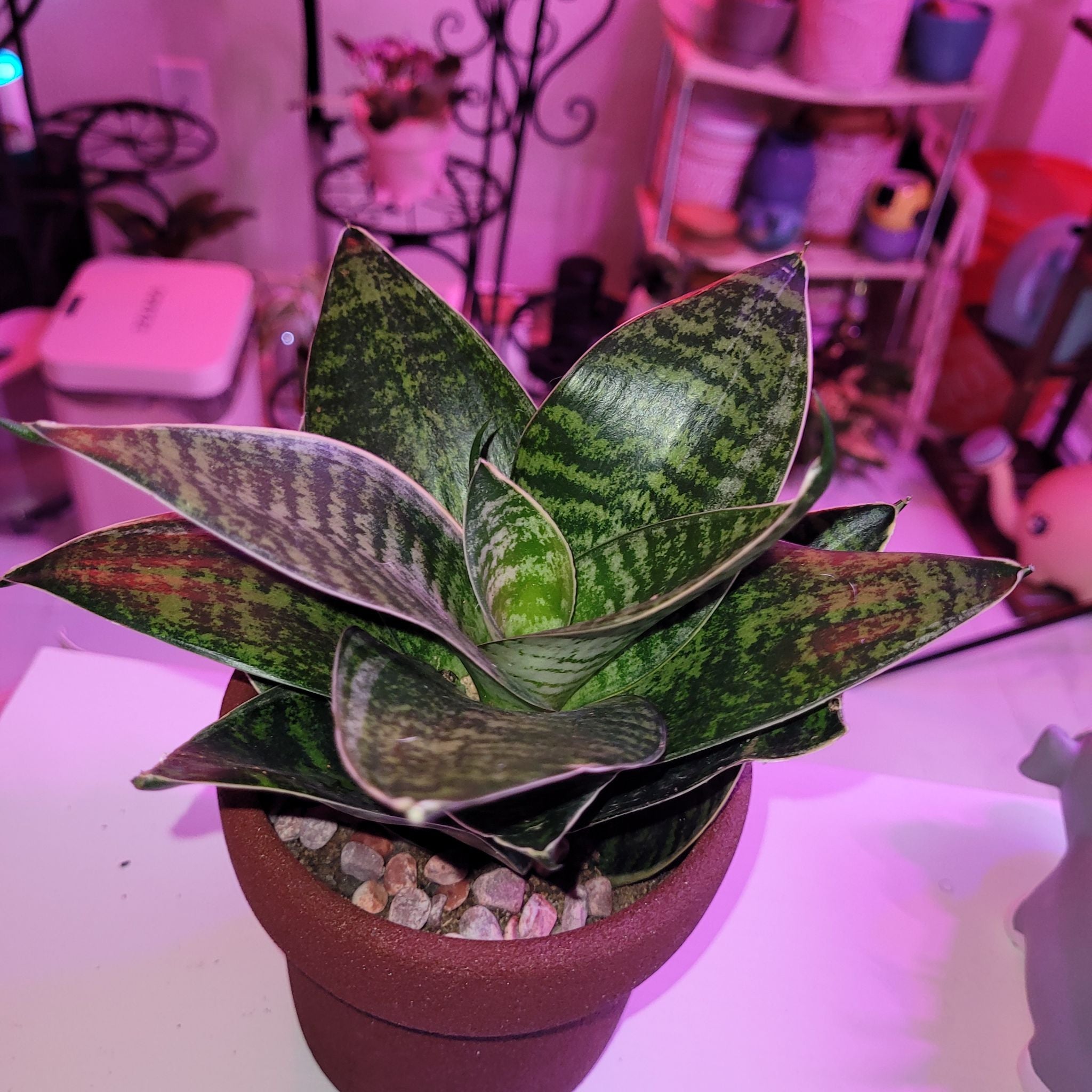 Nazeef | A plant by @Cerberusofmars on Greg