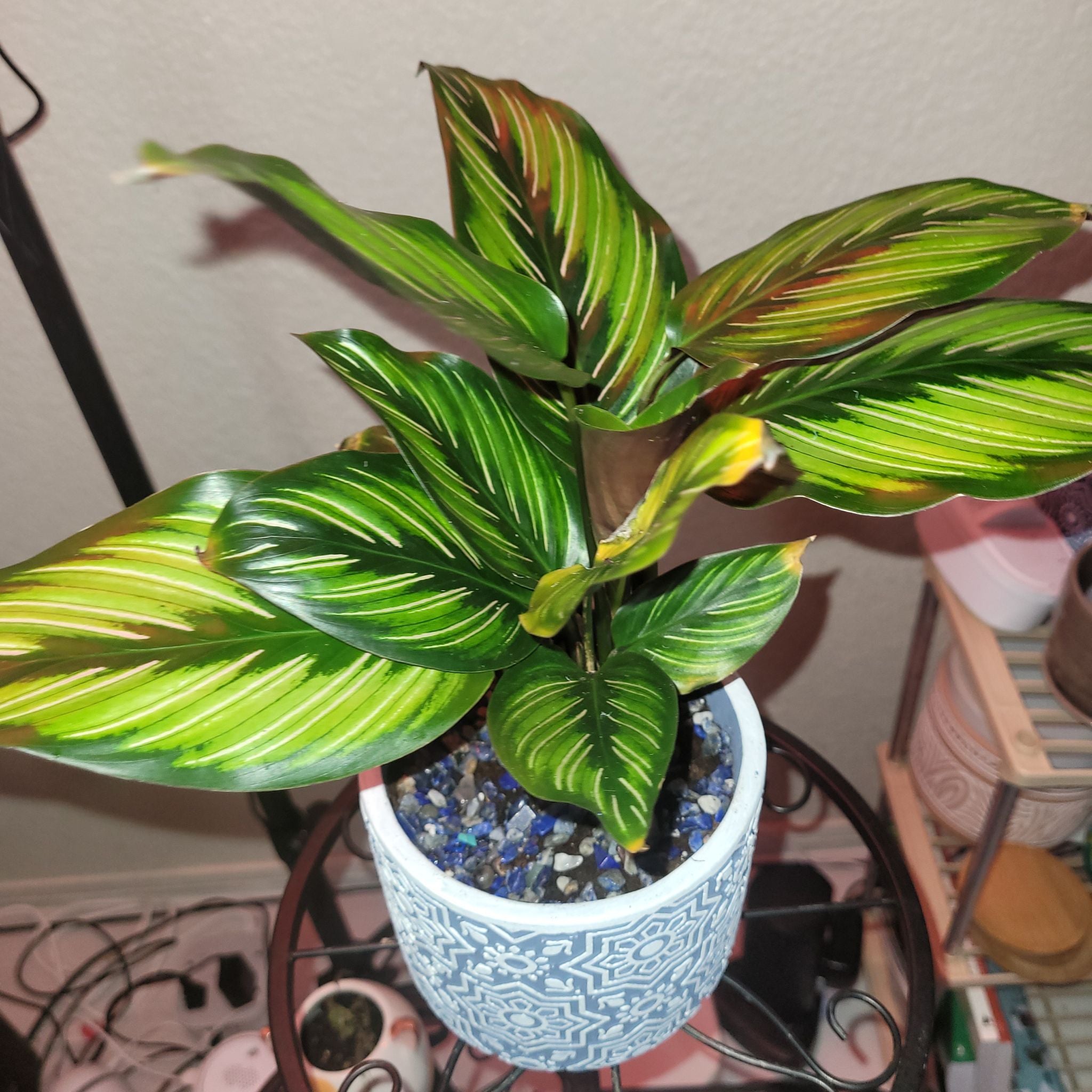 Zalik | A plant by @Cerberusofmars on Greg