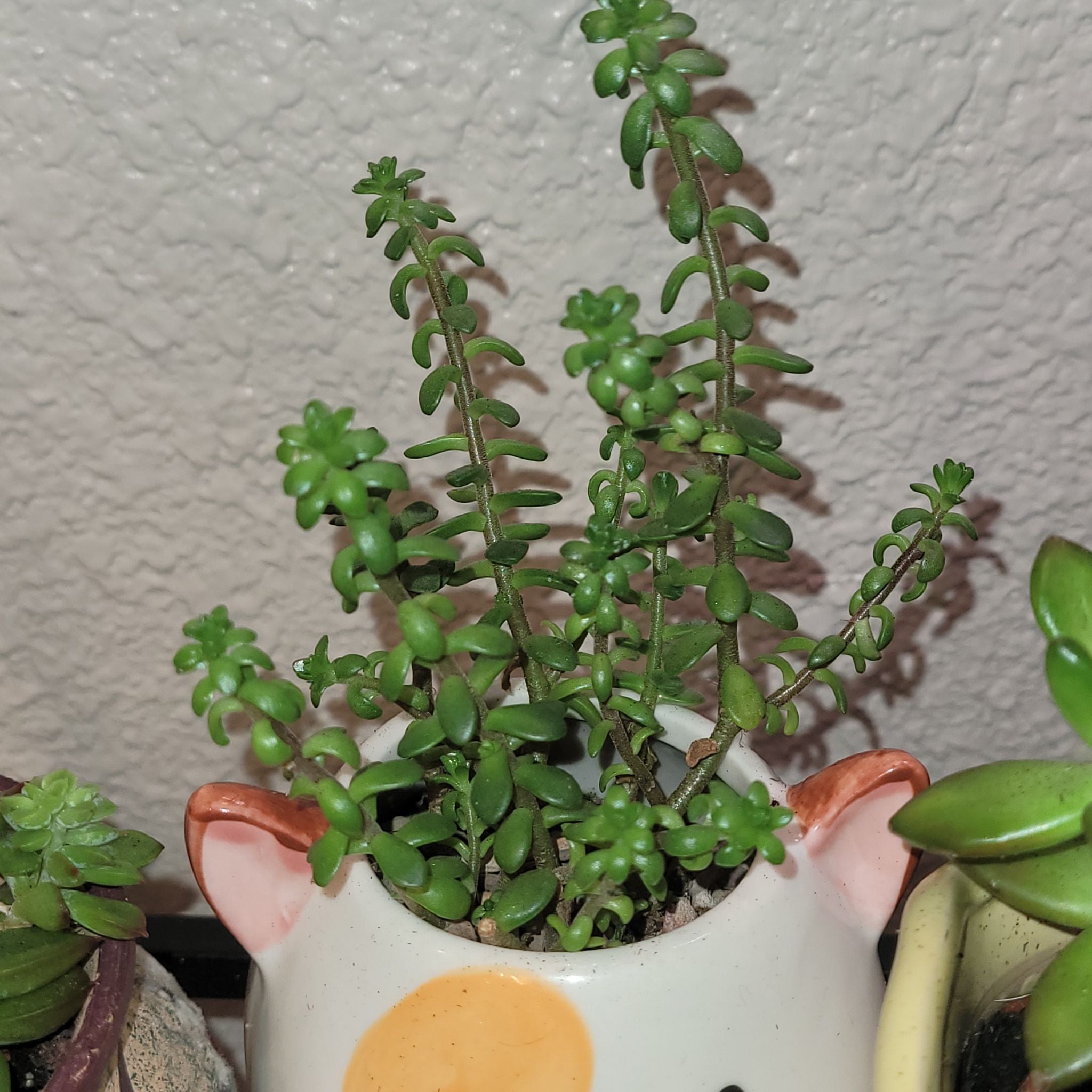 Gregarious | A plant by @Cerberusofmars on Greg