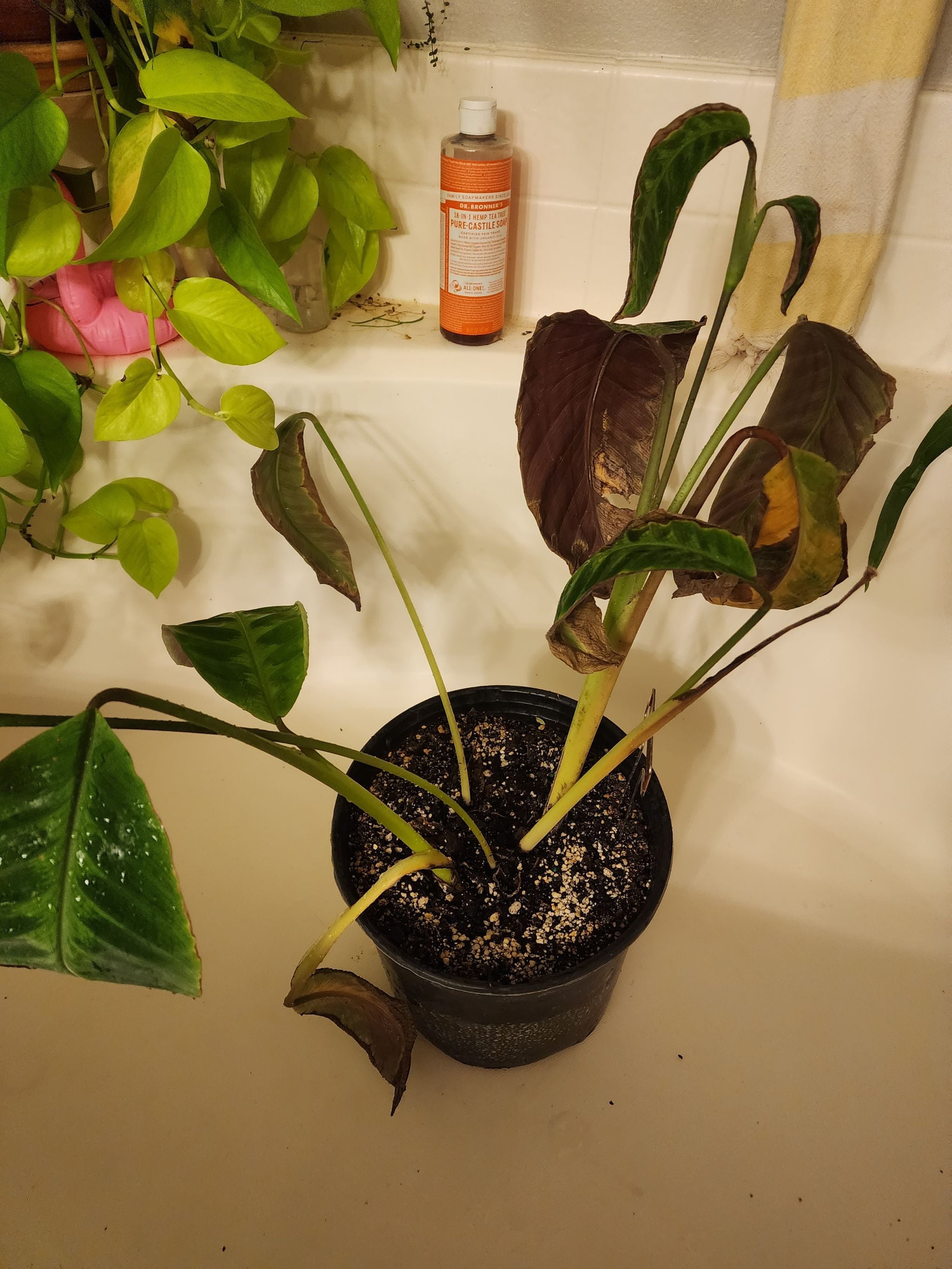 How to Care for Jungle Velvet: Mastering Water, Sunlight & More