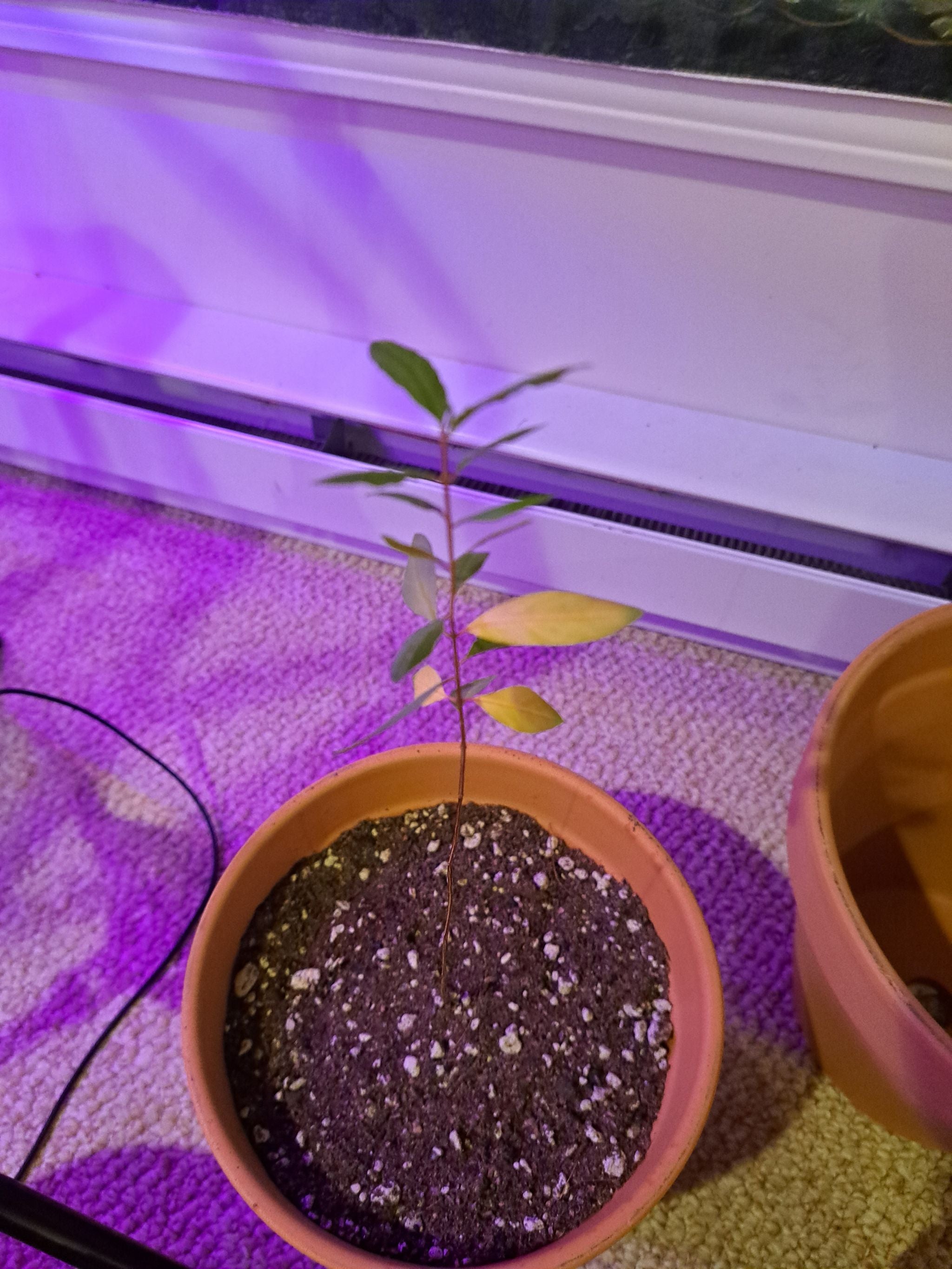 Russian Pomegranate Plant Care: Water, Light, Nutrients | Greg App 🌱