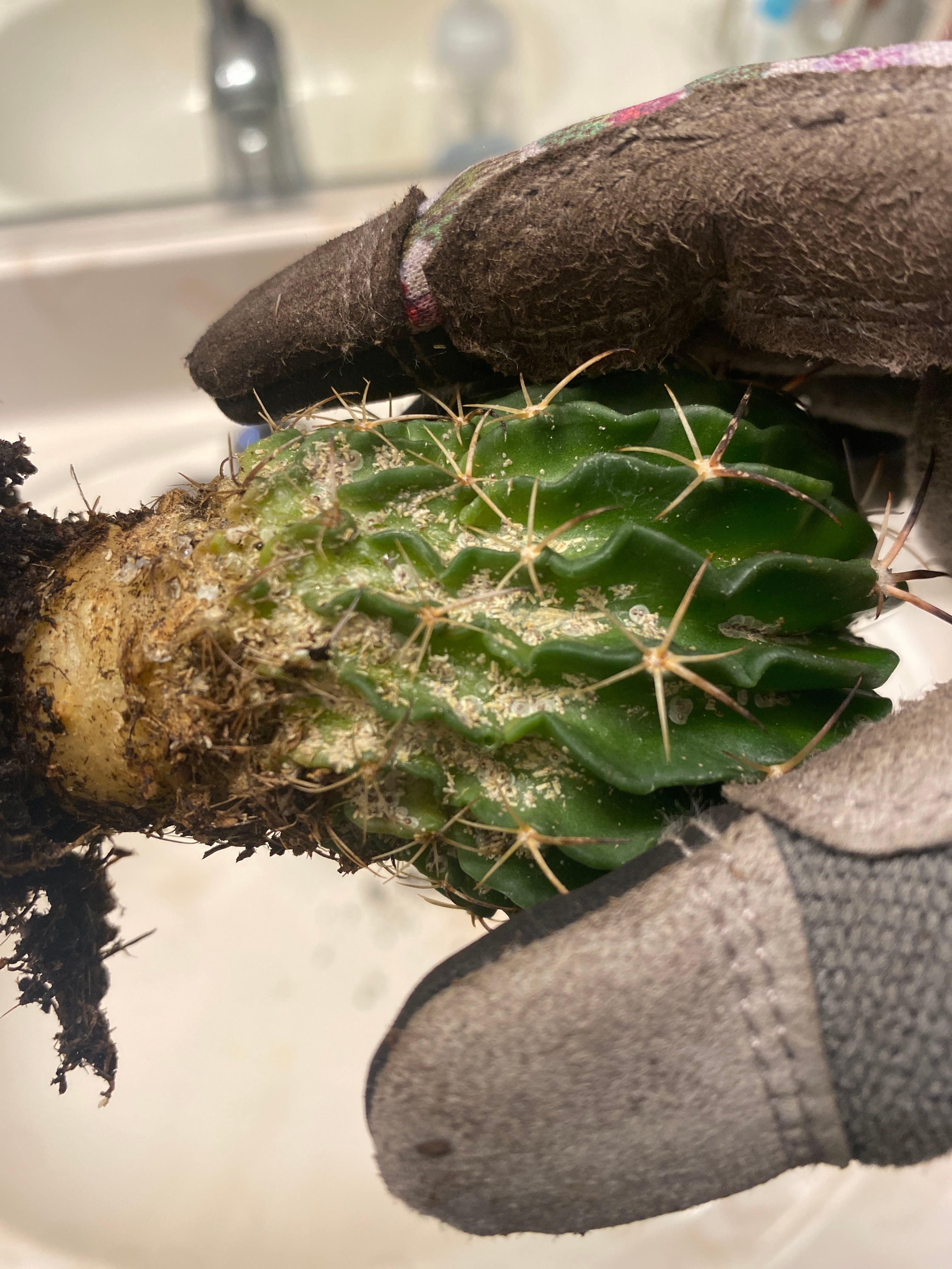 🧠 All About Crested Brain Cactus: Essential Facts