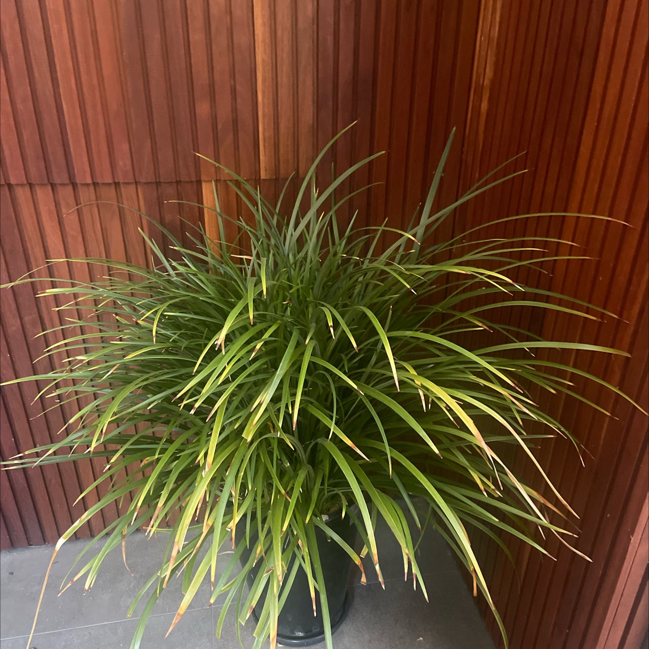 Propagating Your Big Blue Lilyturf: Step-by-Step Guide