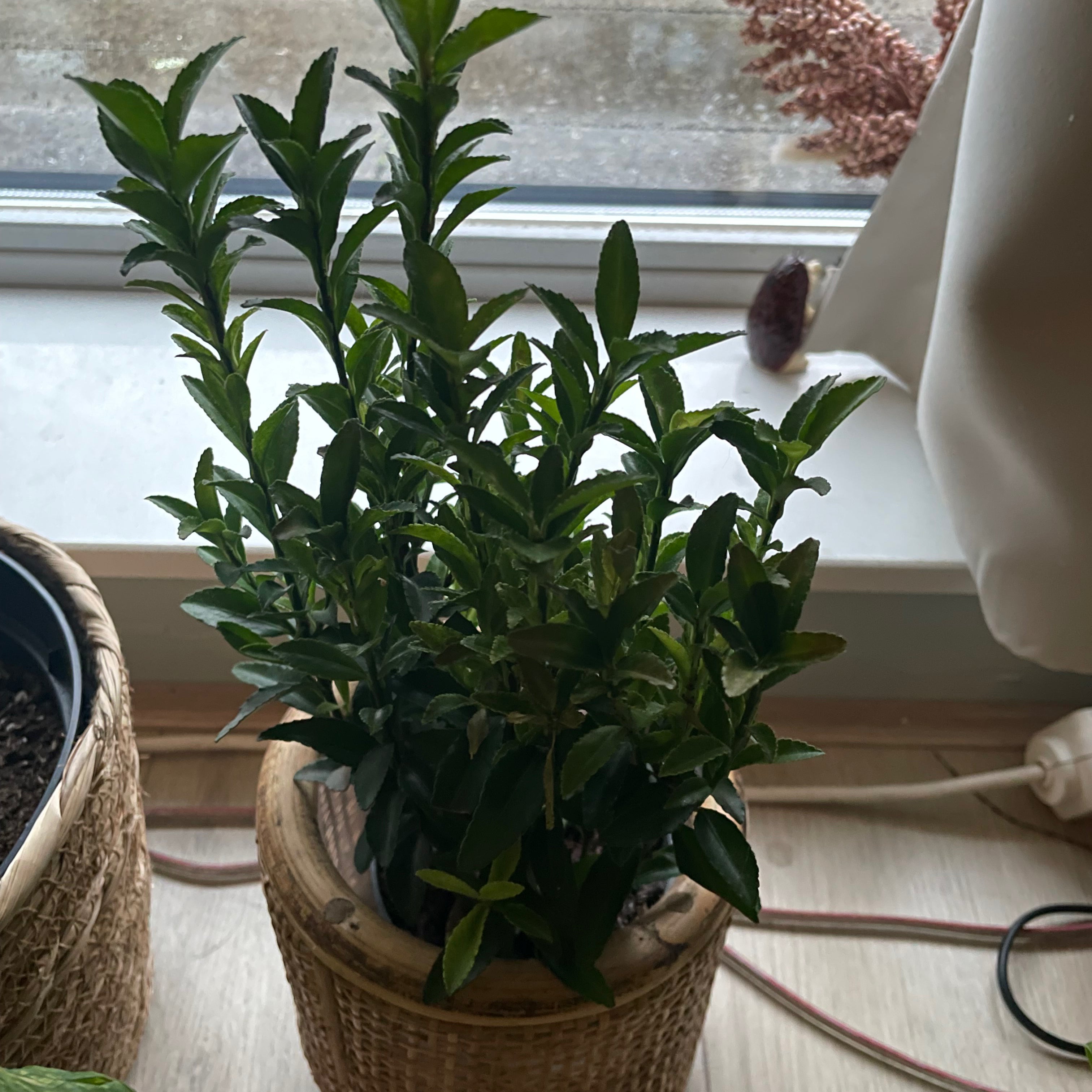 Symbolism and Benefits of the Japanese Spindle