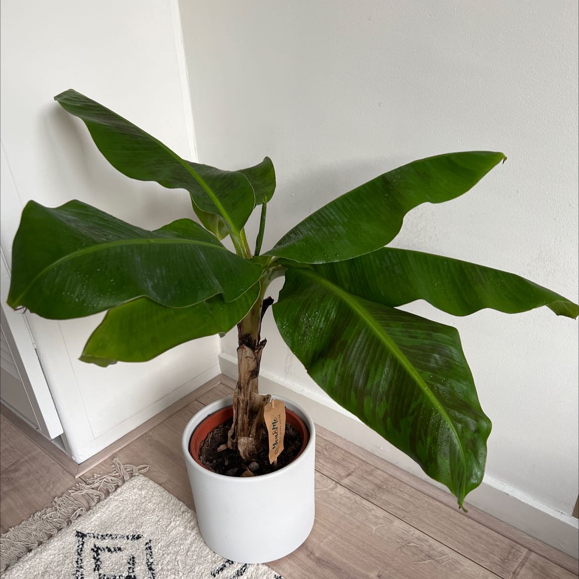 🍌 10 Benefits of Having a Abyssinian Banana