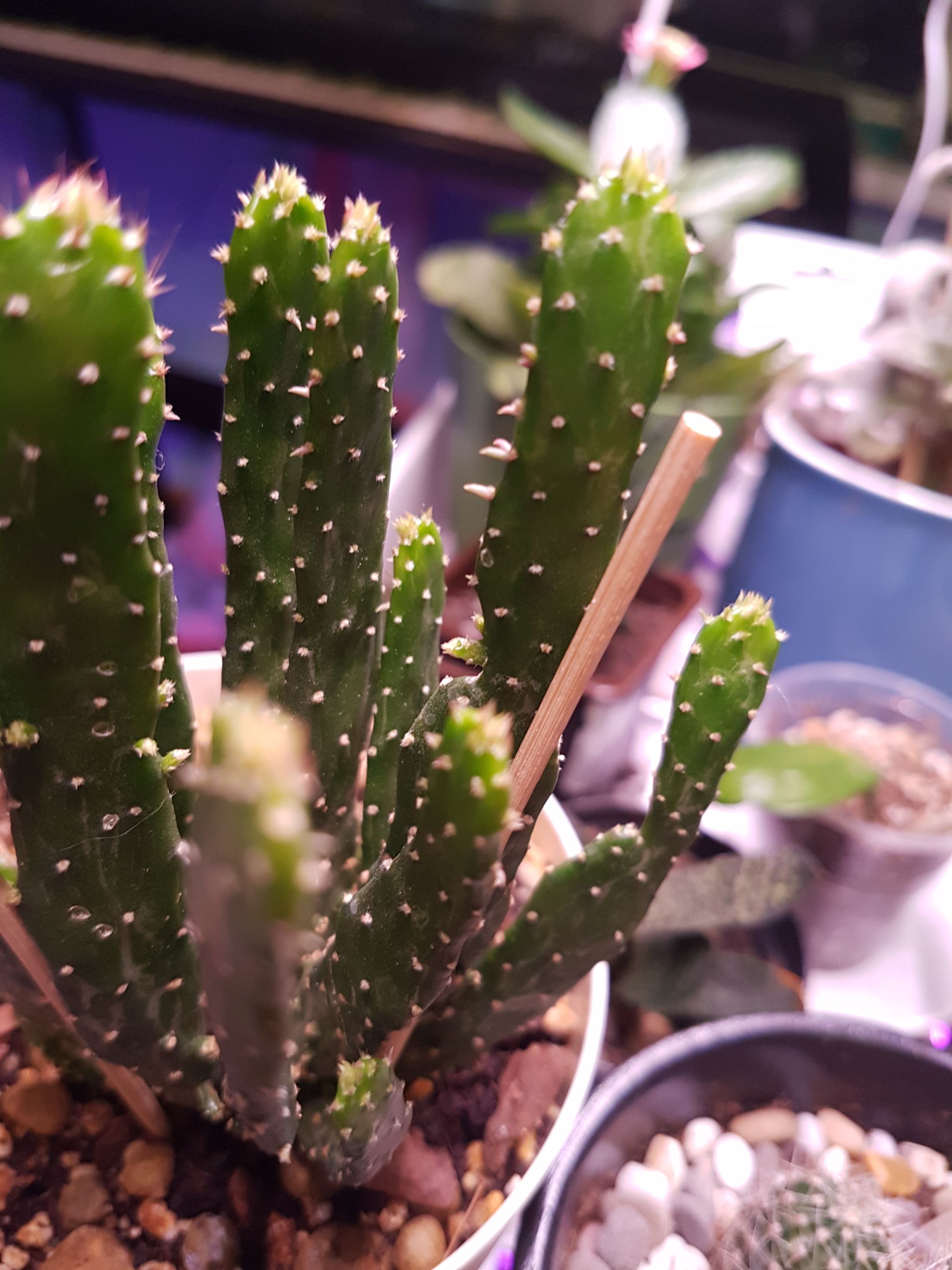 Keep Your Drooping Prickly Pear Alive: Light, Water & Care Instructions