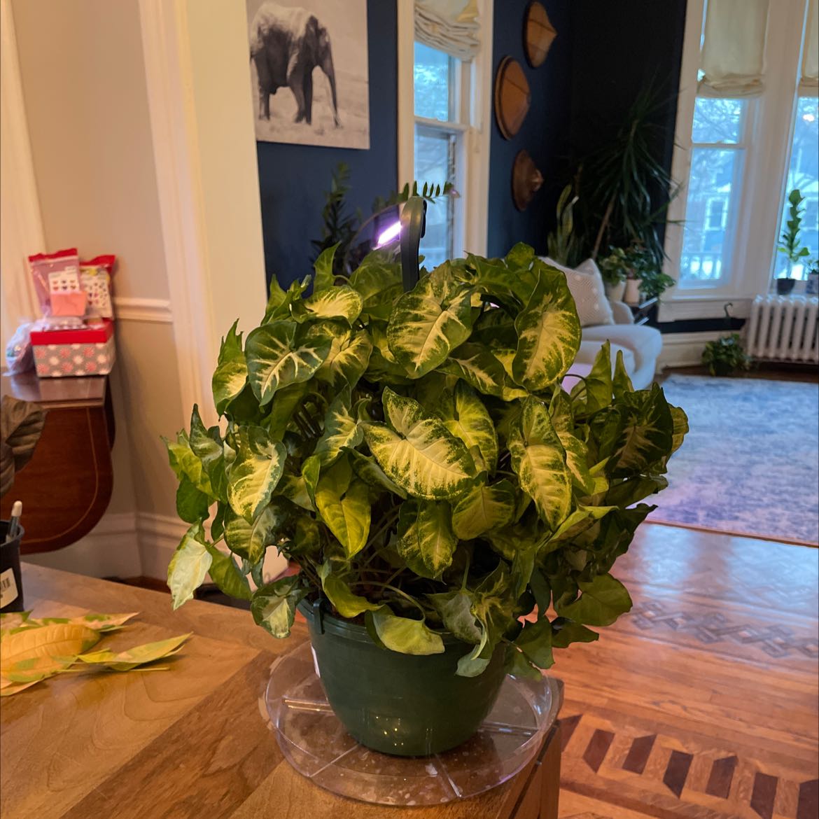 ️ What Do Syngonium Pixie Flowers Mean?