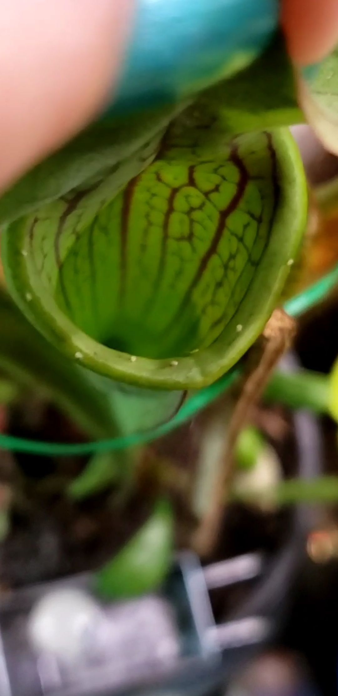 🪰 Brown Spots On Juthatip Soper Pitcher Plant Leaves
