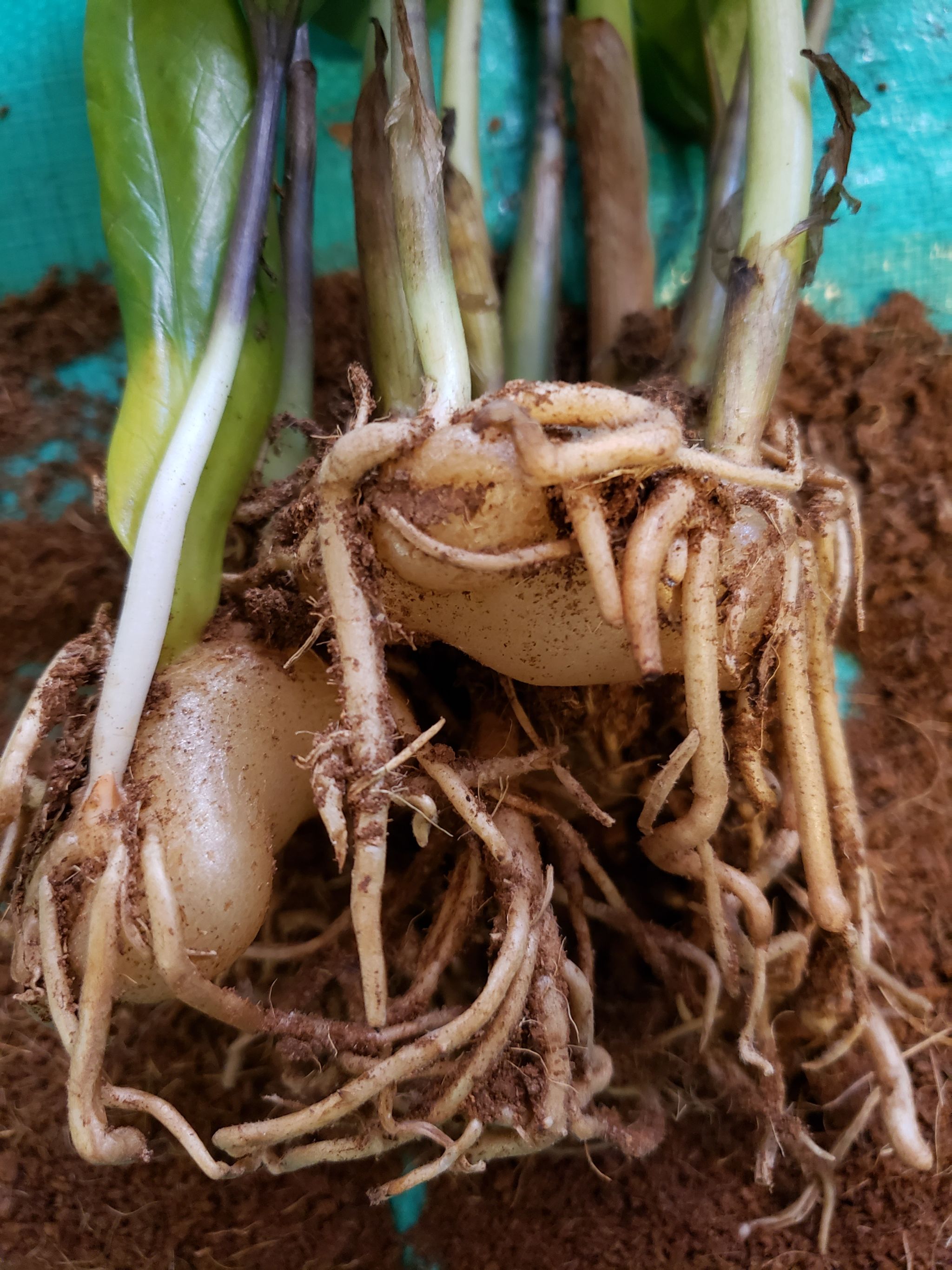 ZZ Plant: How Much Water & Light Does it Need to Thrive?