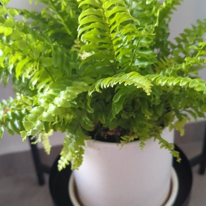 Are You Starving Your Boston Fern? Fertilizing 101