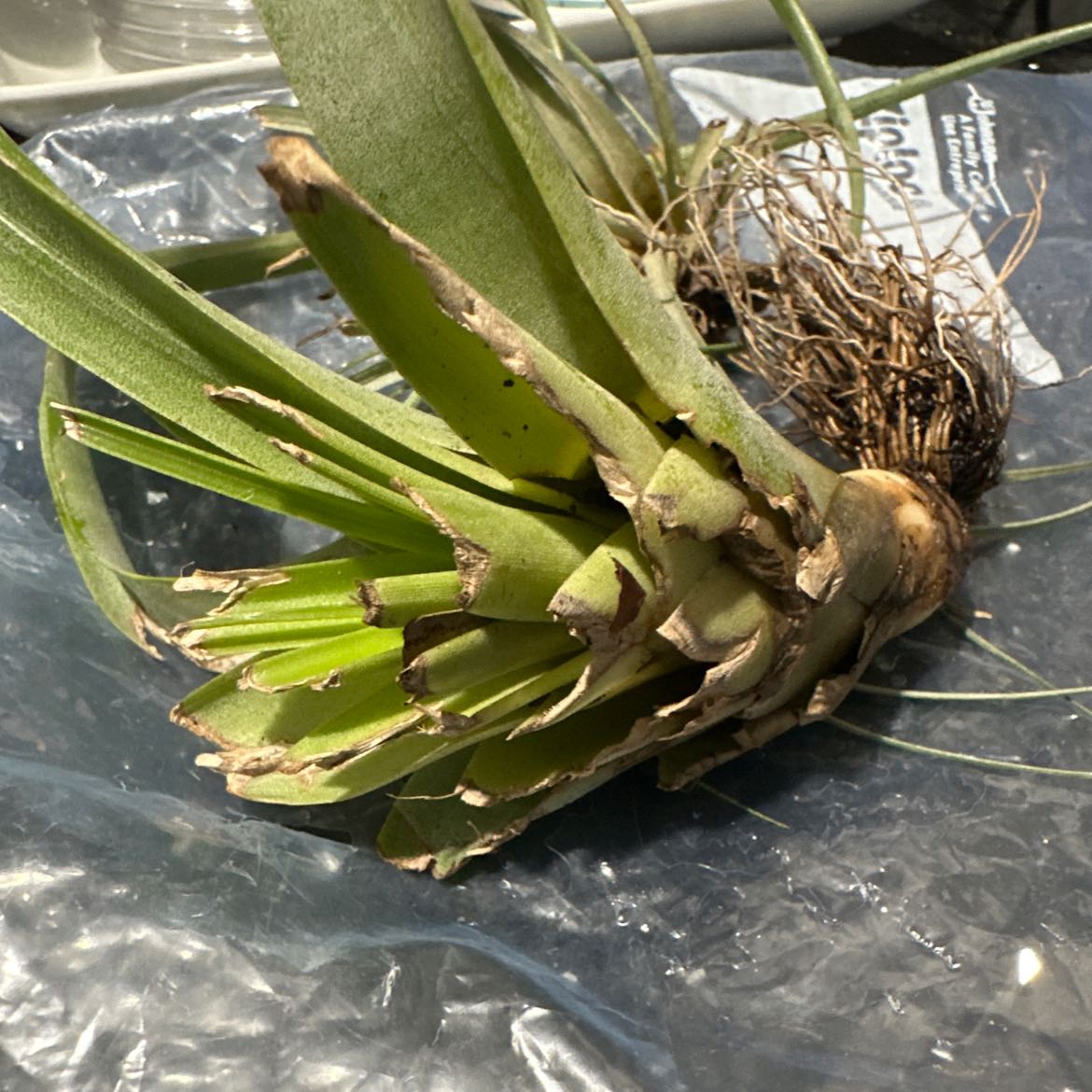 How Can You Tell If A False Aloe Is Dying?