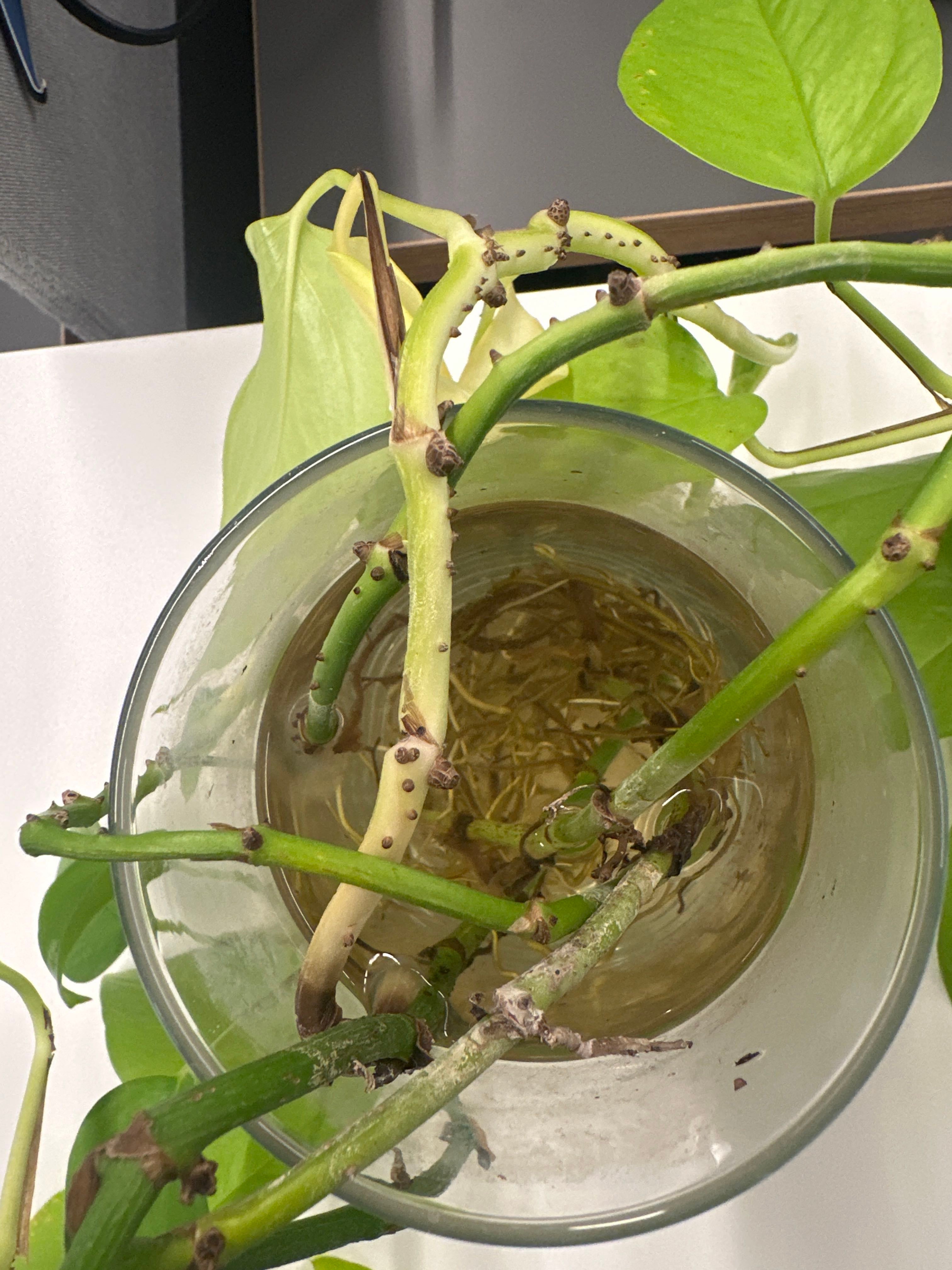 How to Care for Golden Pothos: Mastering Water, Sunlight & More