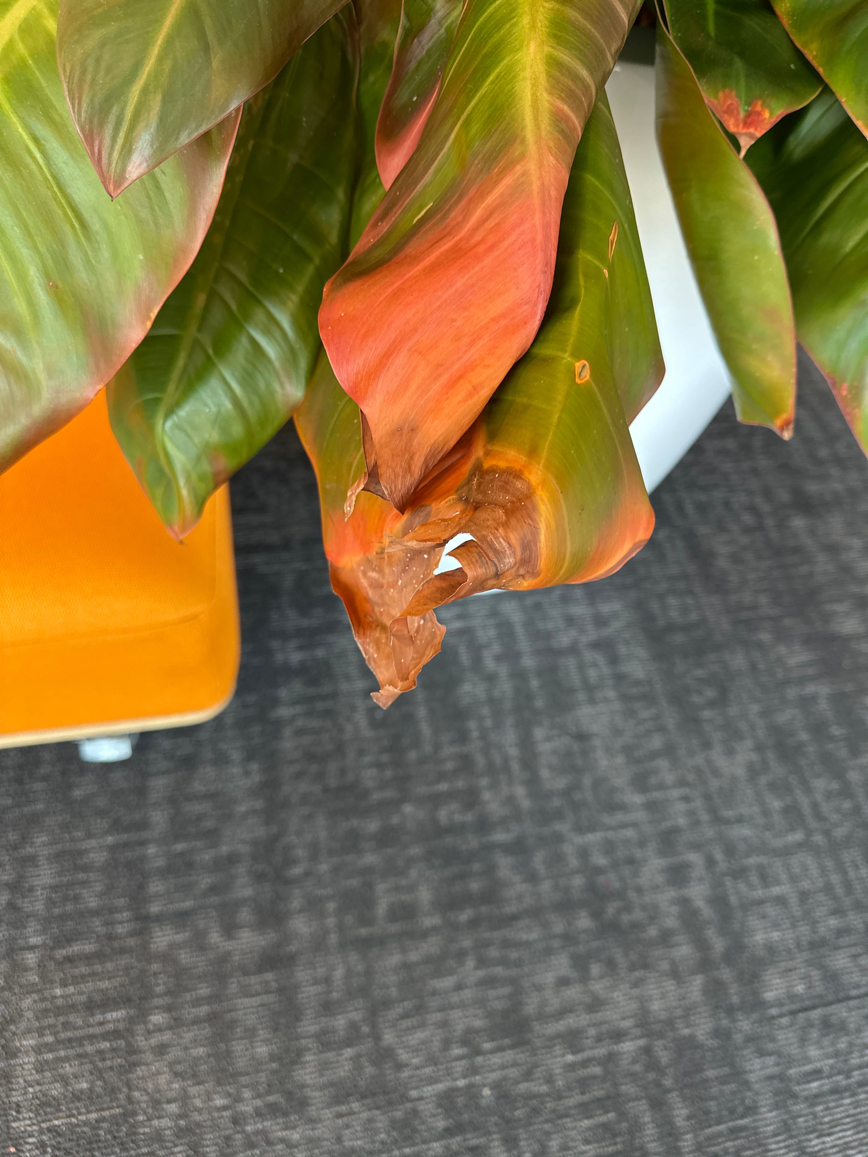 Blushing Philodendron Plant Care: Water, Light, Nutrients | Greg App 🌱