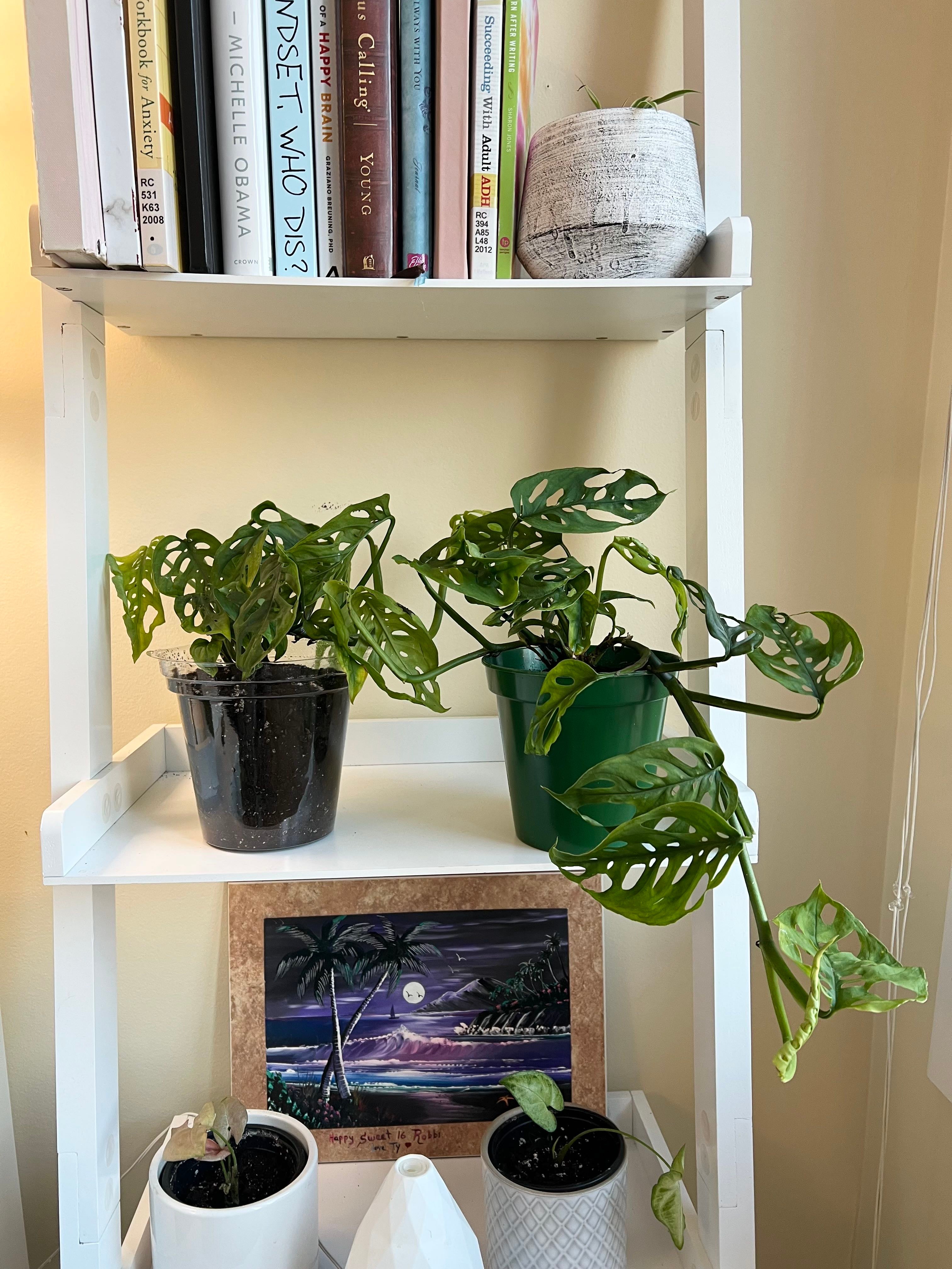 Welcoming monstera and vine to the family ️