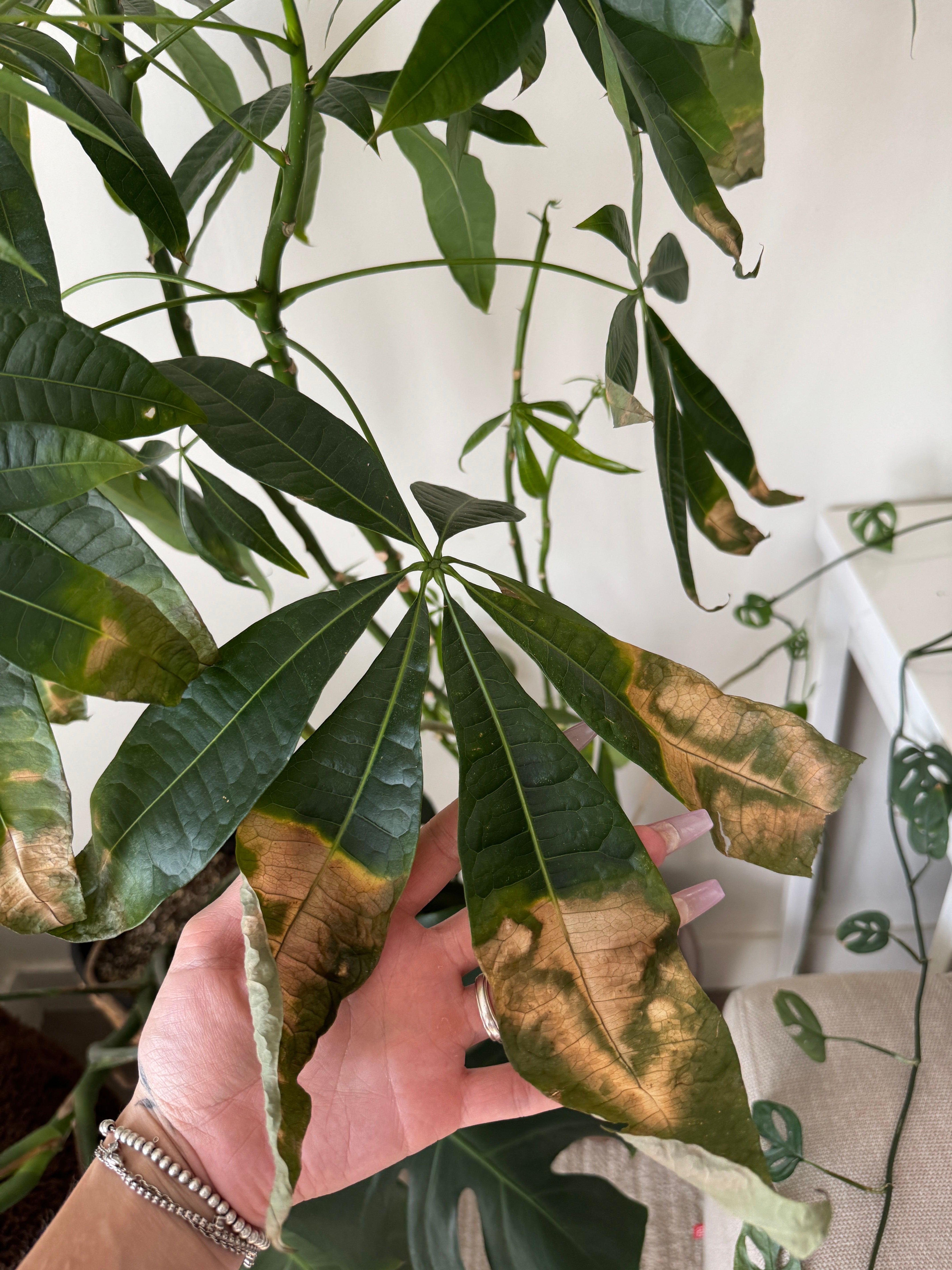 Money Tree Plant Care: Water, Light, Nutrients | Greg App 🌱